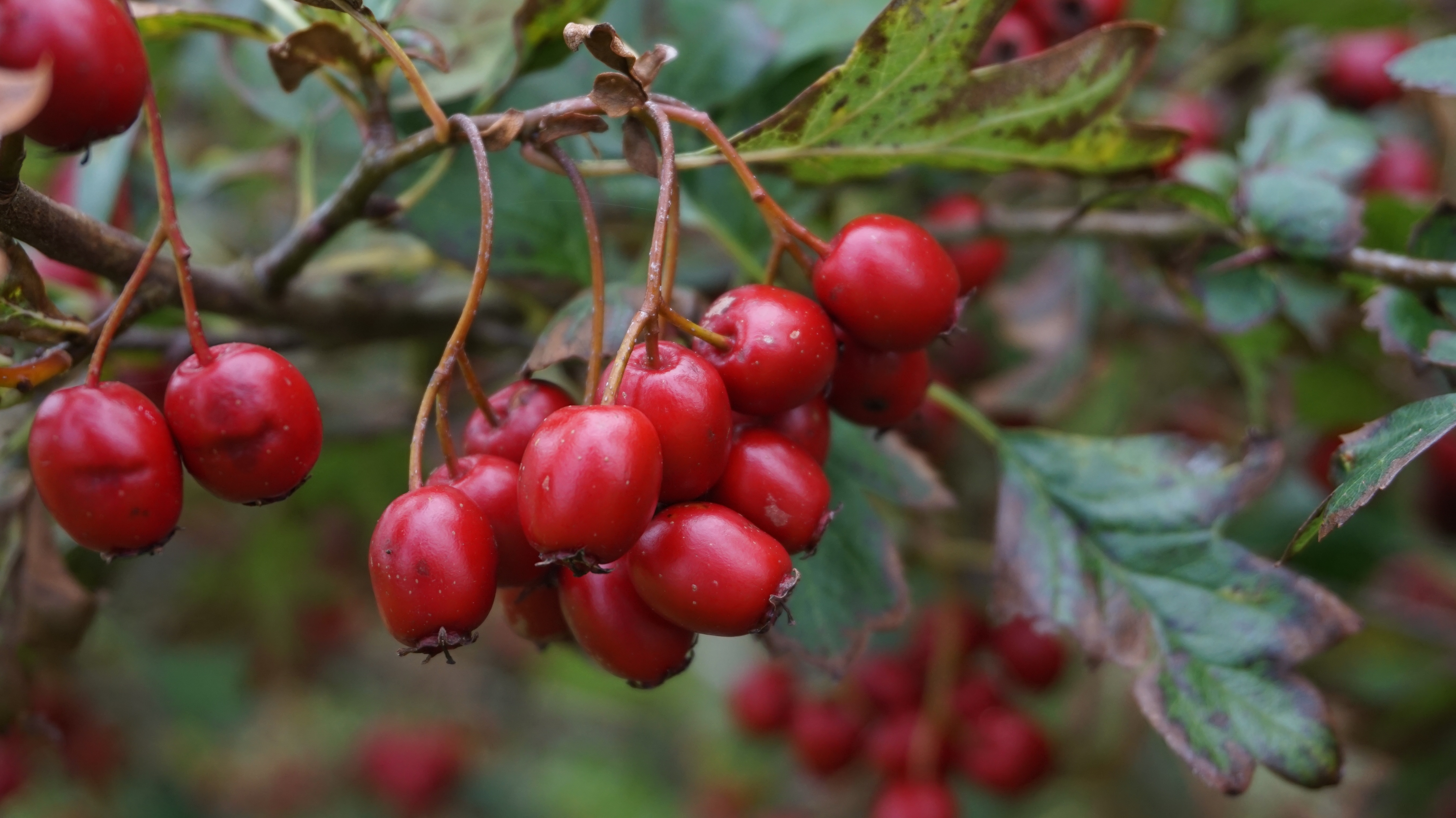 Fruit Nature Berry free image download