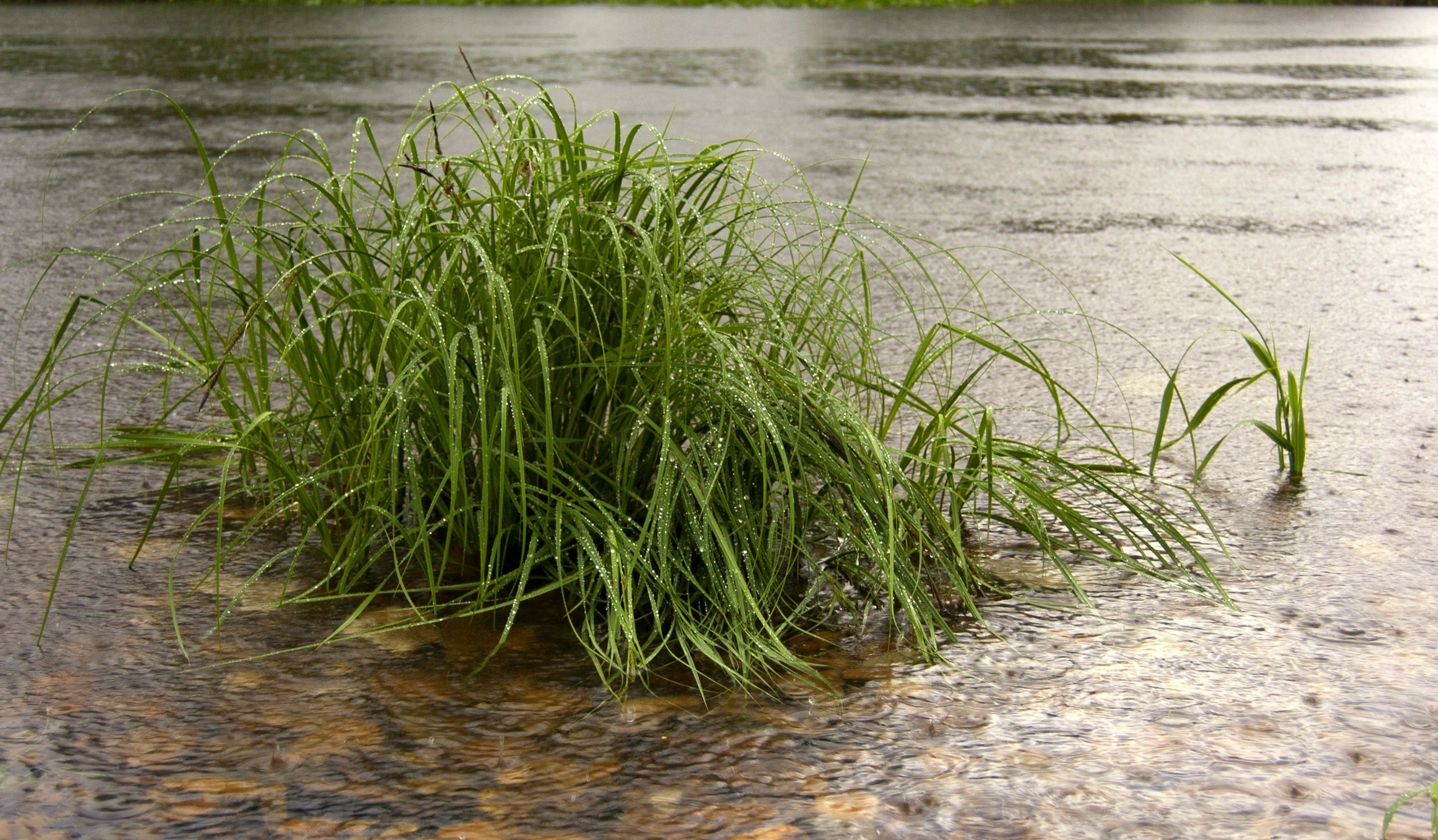 Water Nature Grass free image download