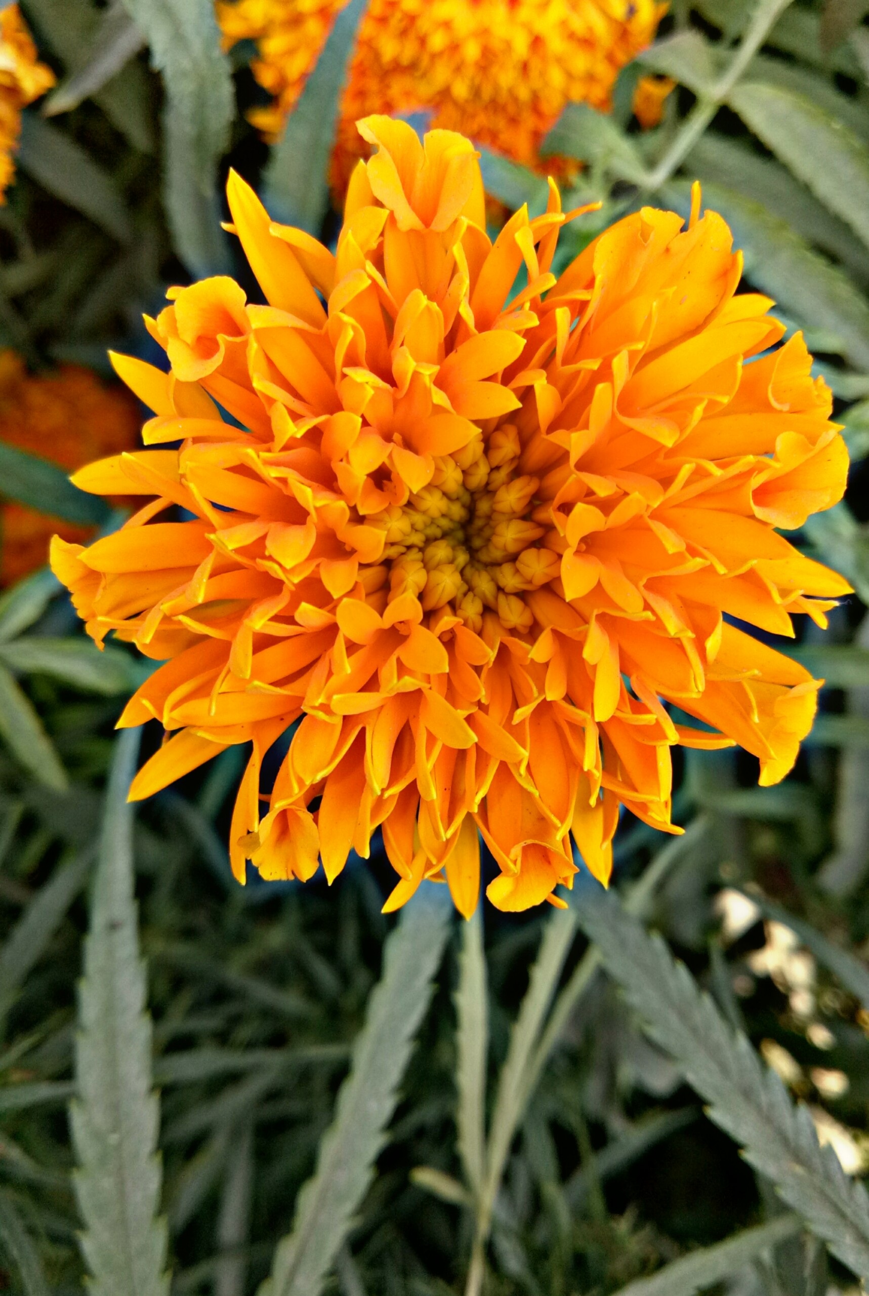 Nature Flora Flower free image download