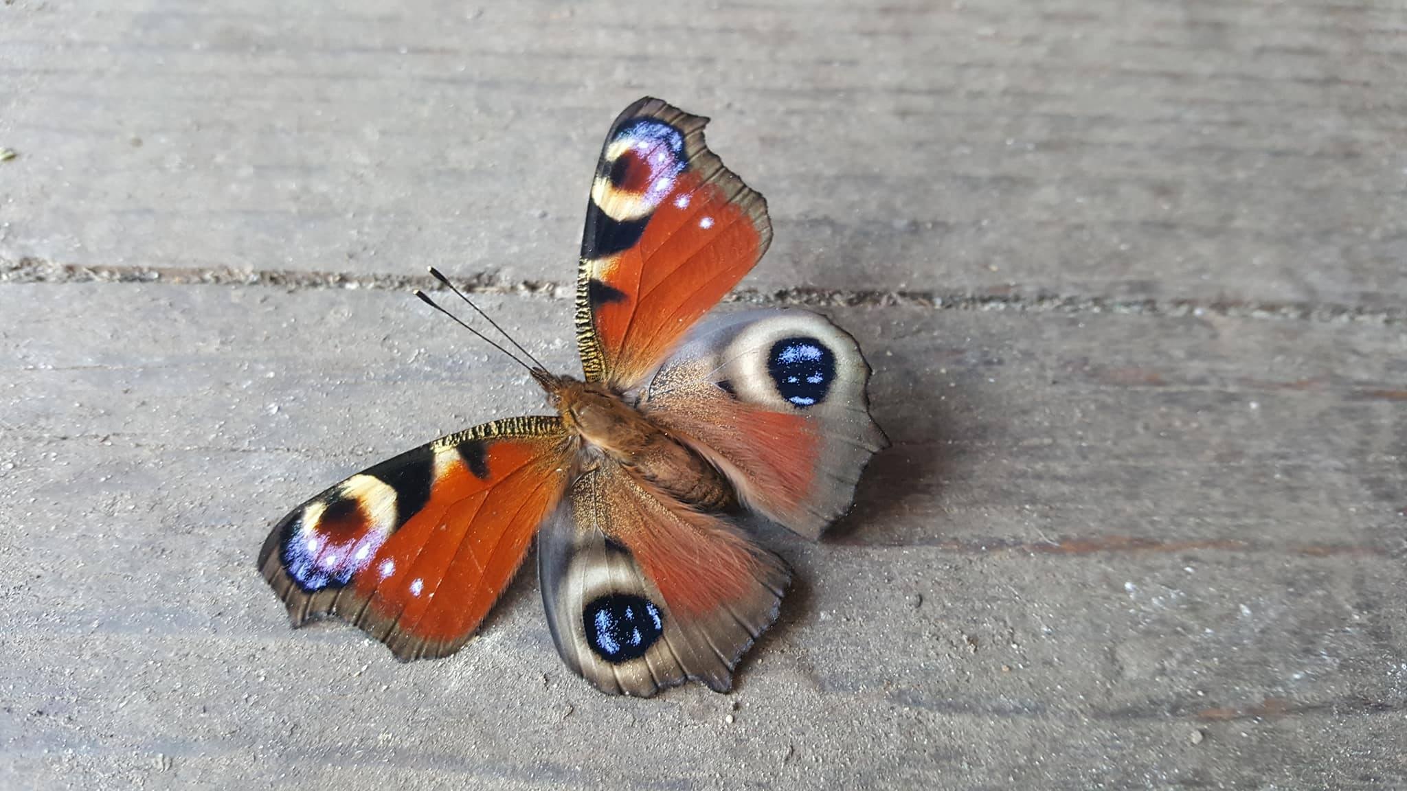 Nature Butterfly Natural free image download
