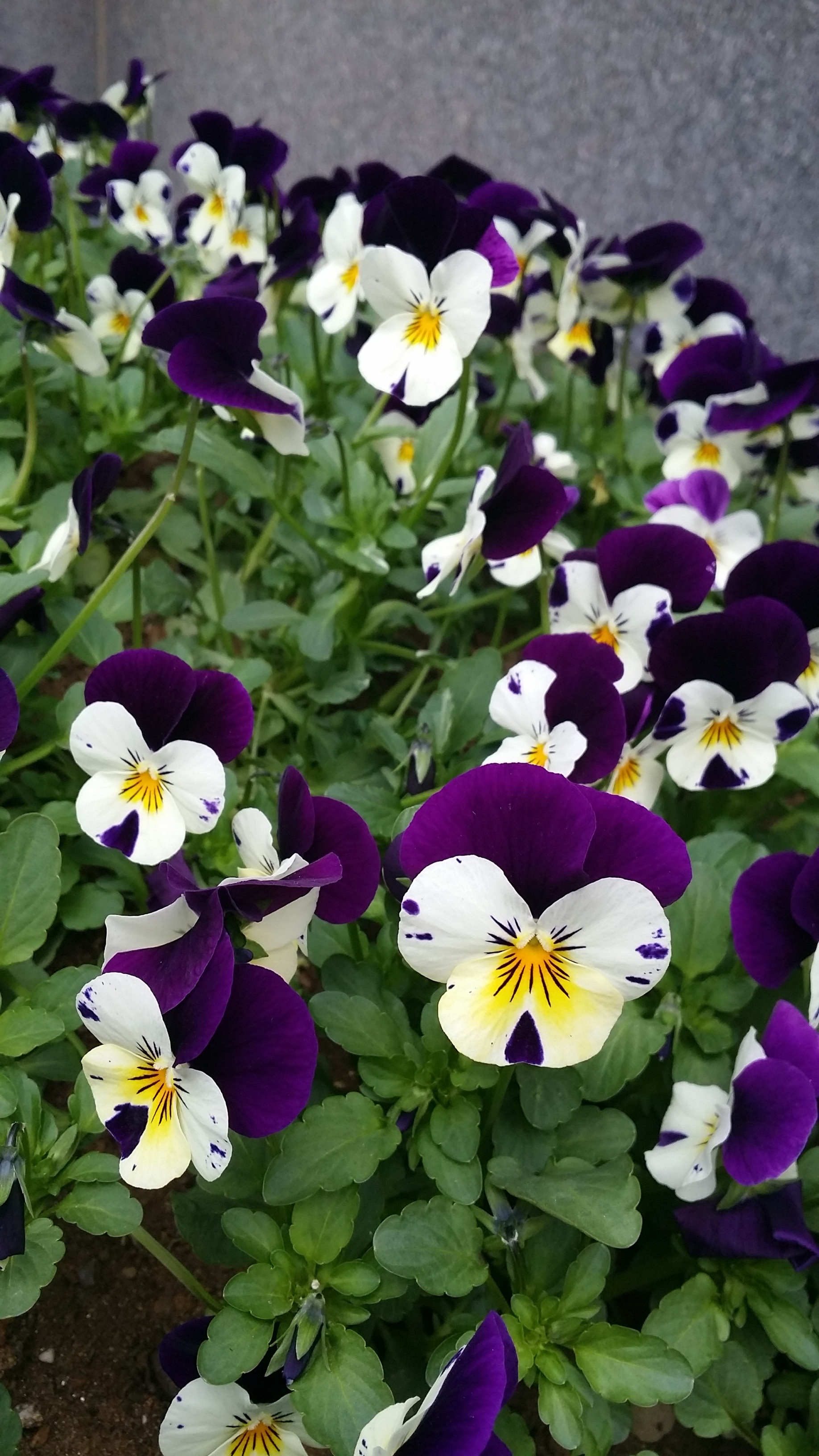 Flowers Garden Plants free image download