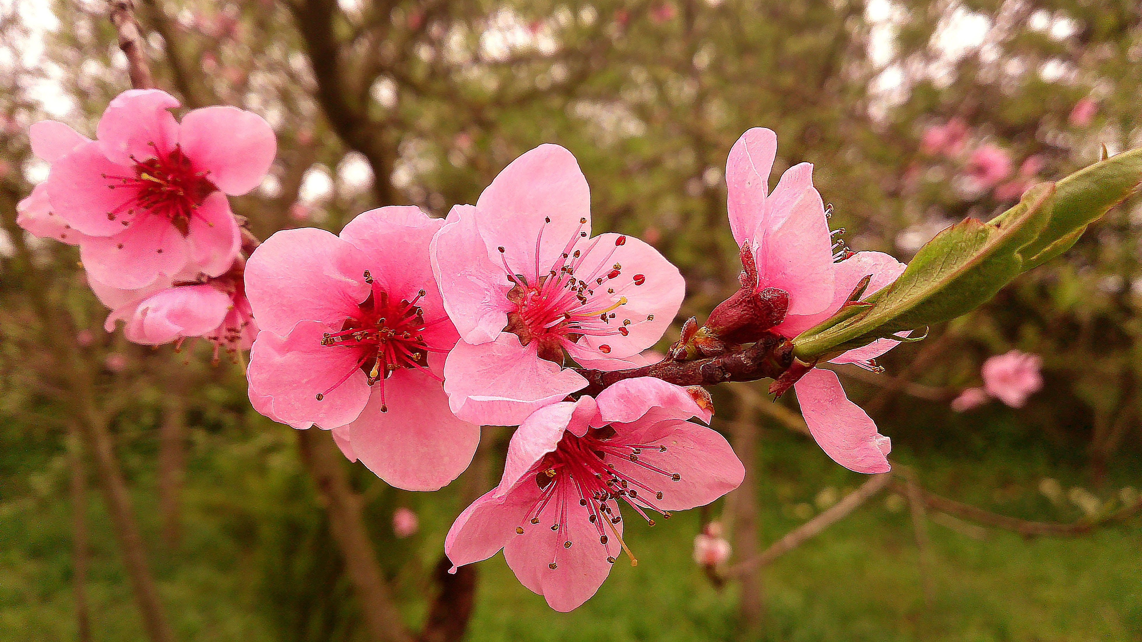 Flowers Bloom Flowering Tree free image download