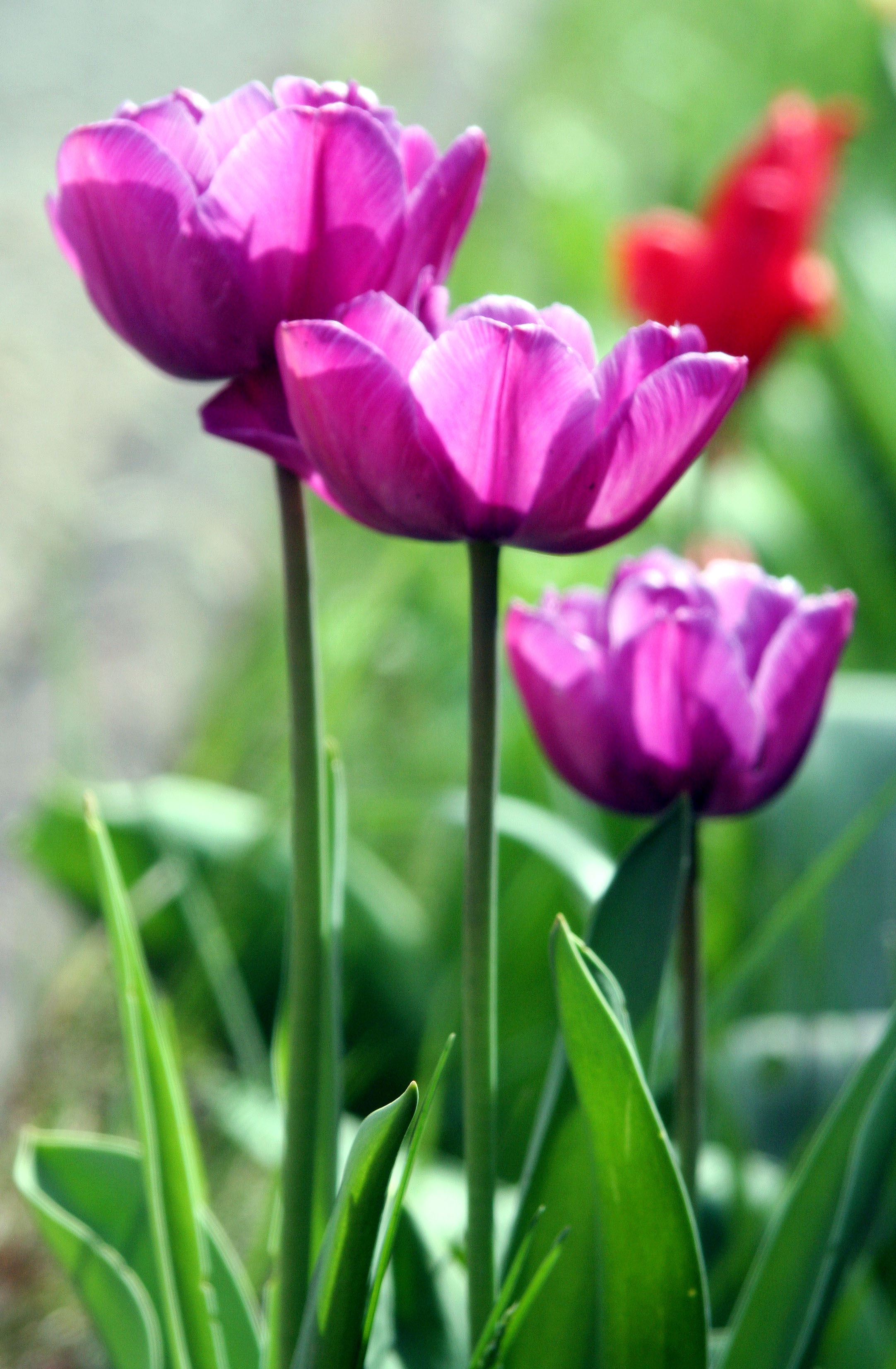 Tulips Nature Plant free image download
