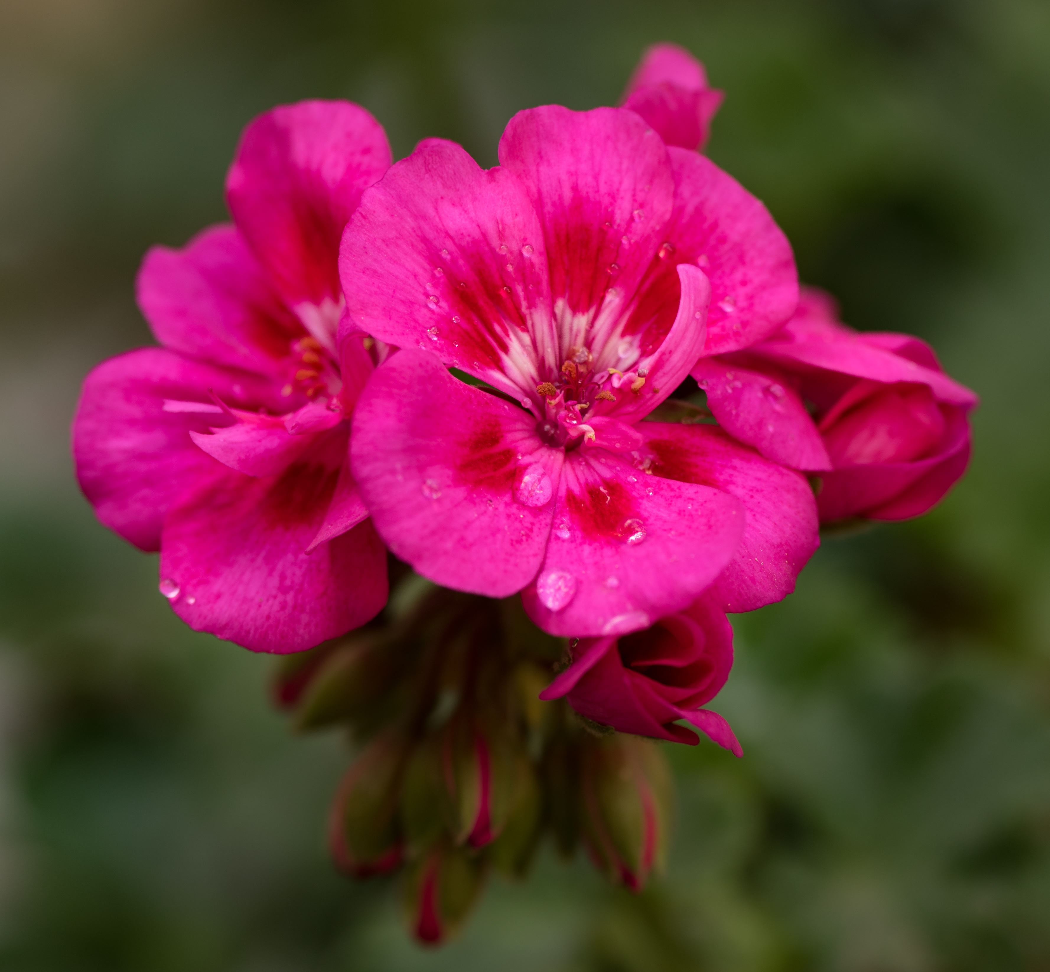 Geranium Pink Petals free image download
