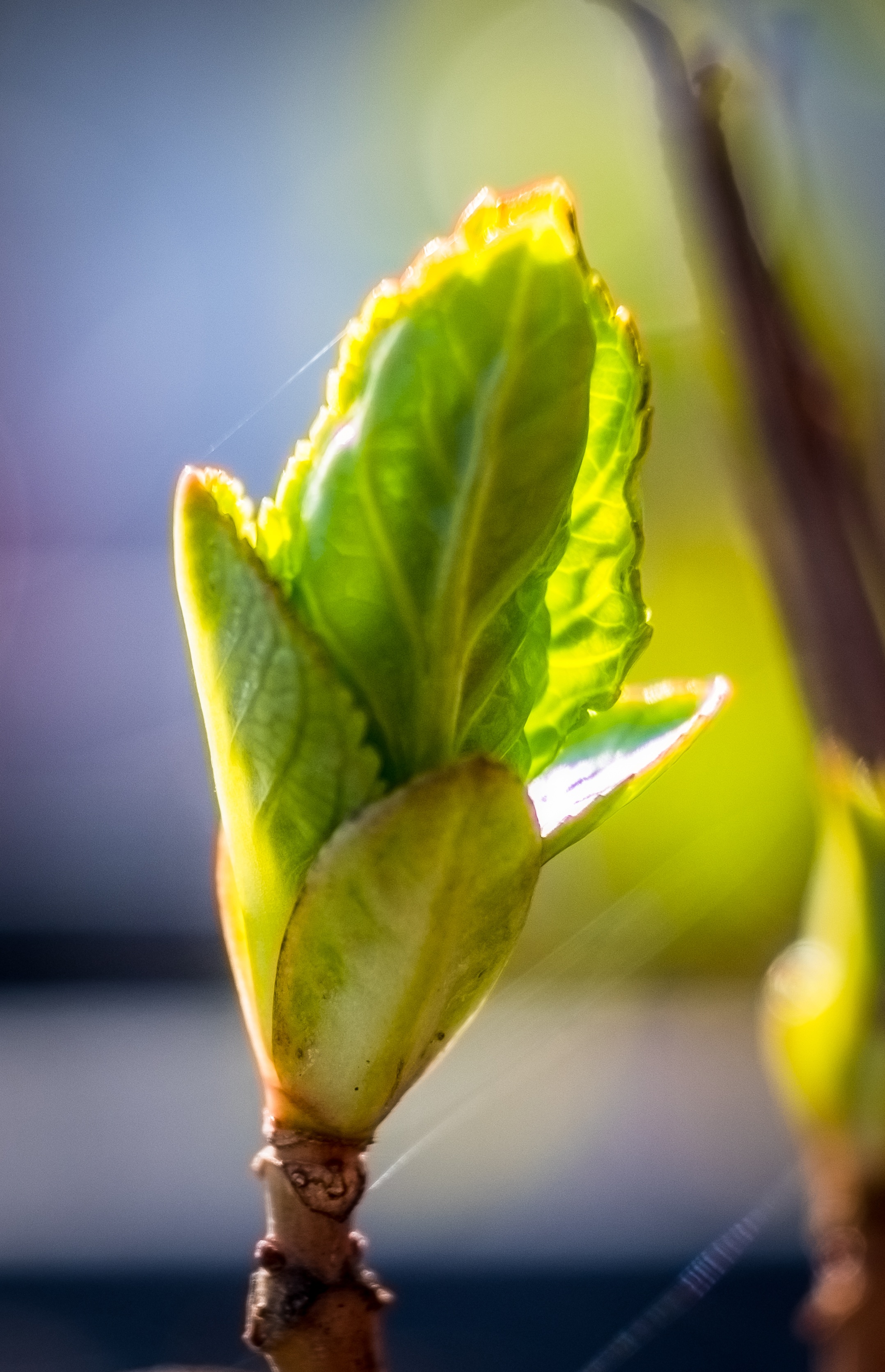 Leaf Growth Nature free image download