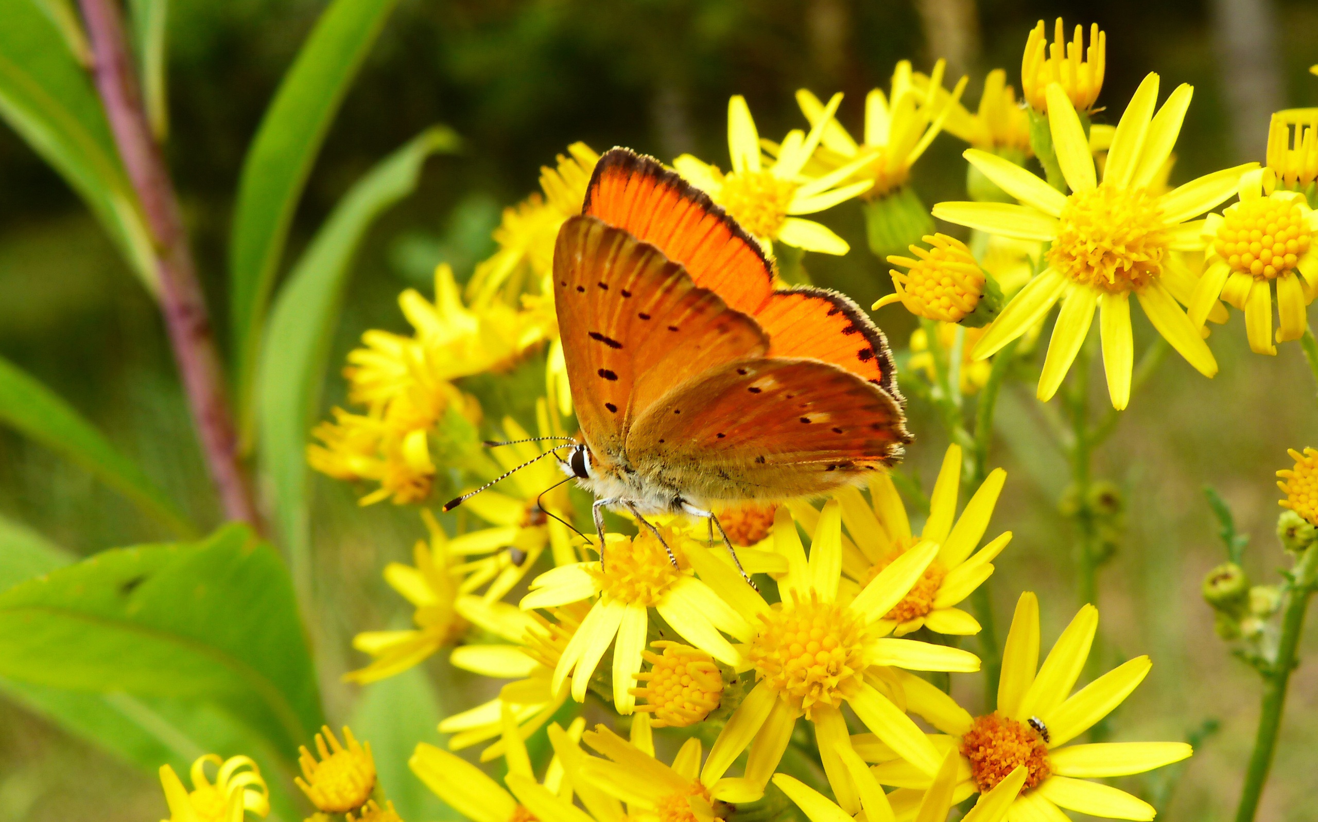 Nature Insect Butterfly Day free image download
