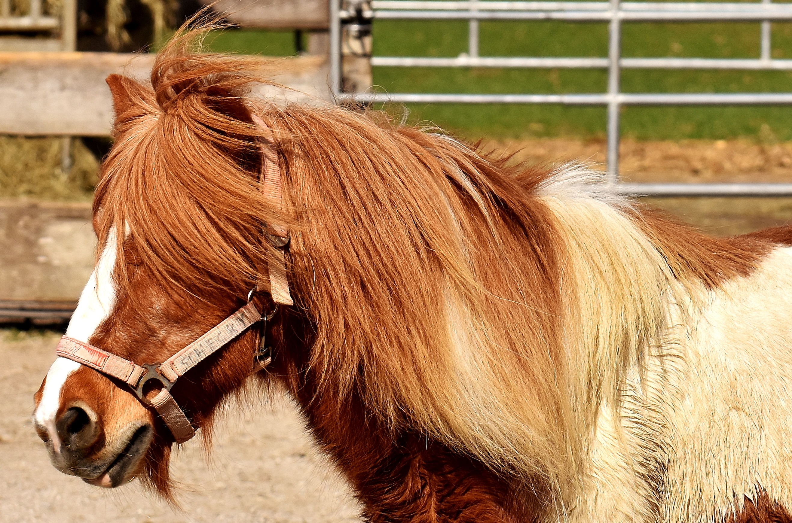 Pony Horse Cute free image download