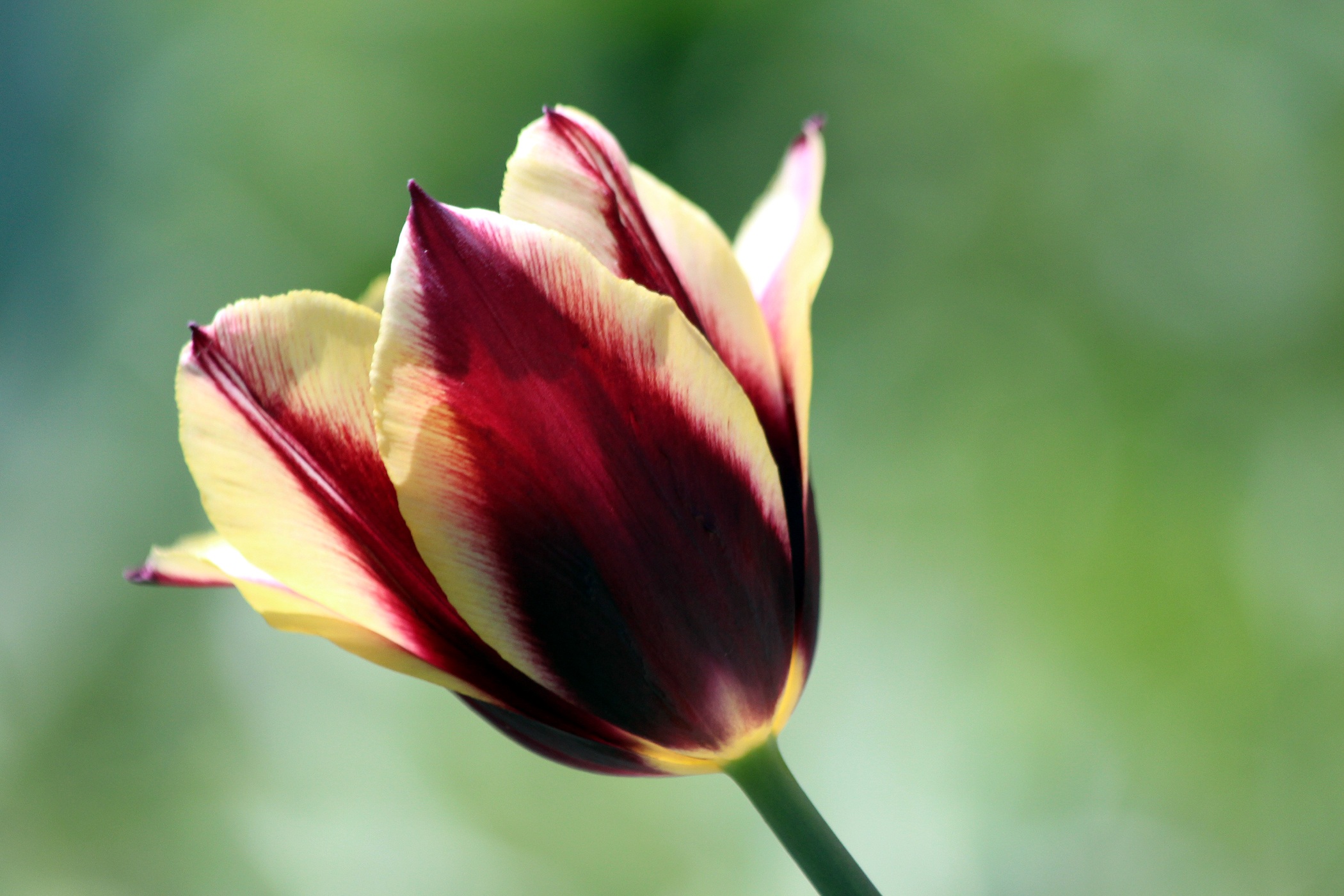 Tulip Flower Nature free image download
