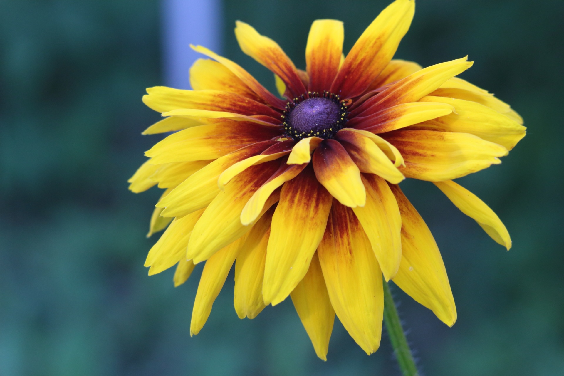 Nature Flower No One free image download