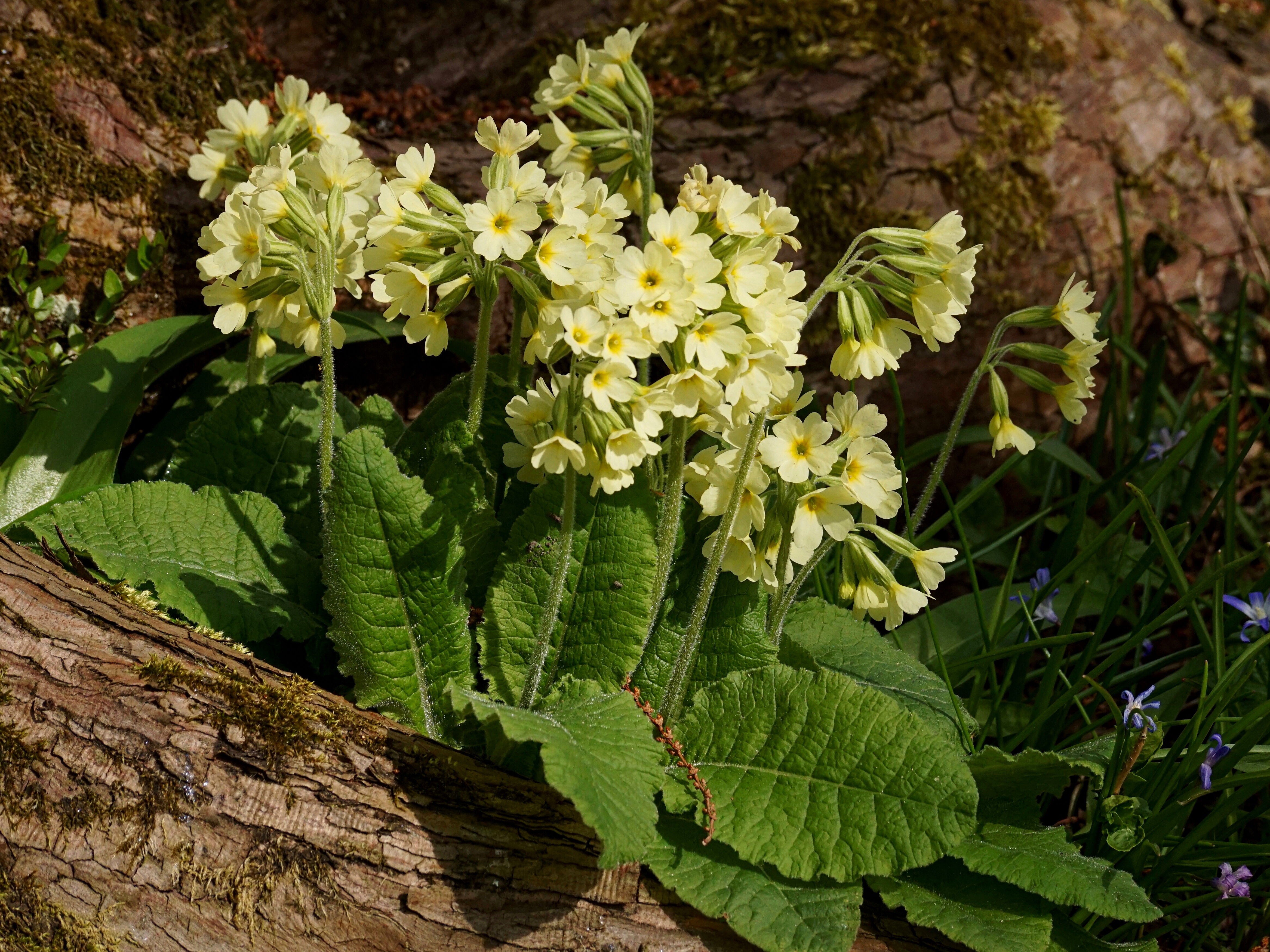 Cowslip Nature Flower free image download