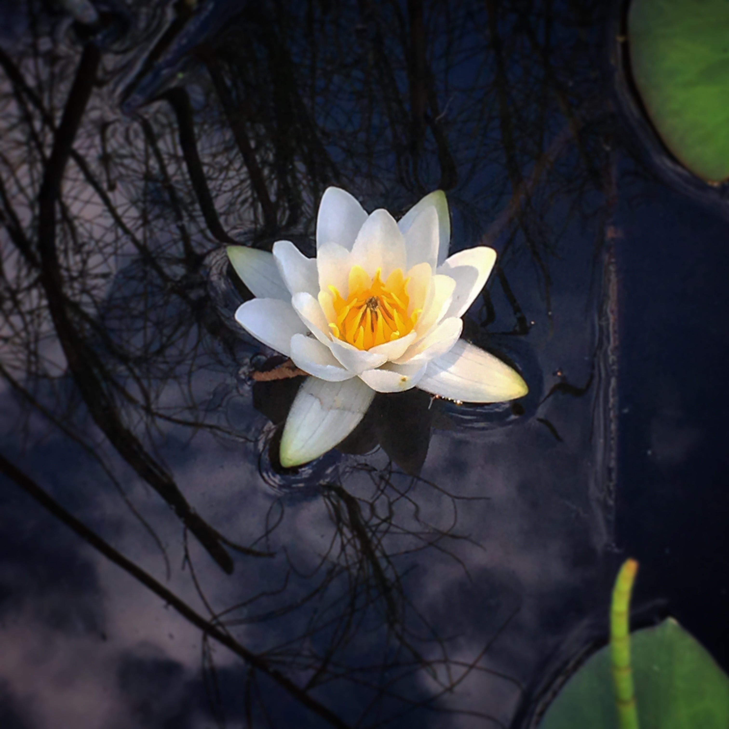 Waterlily Water Flower free image download