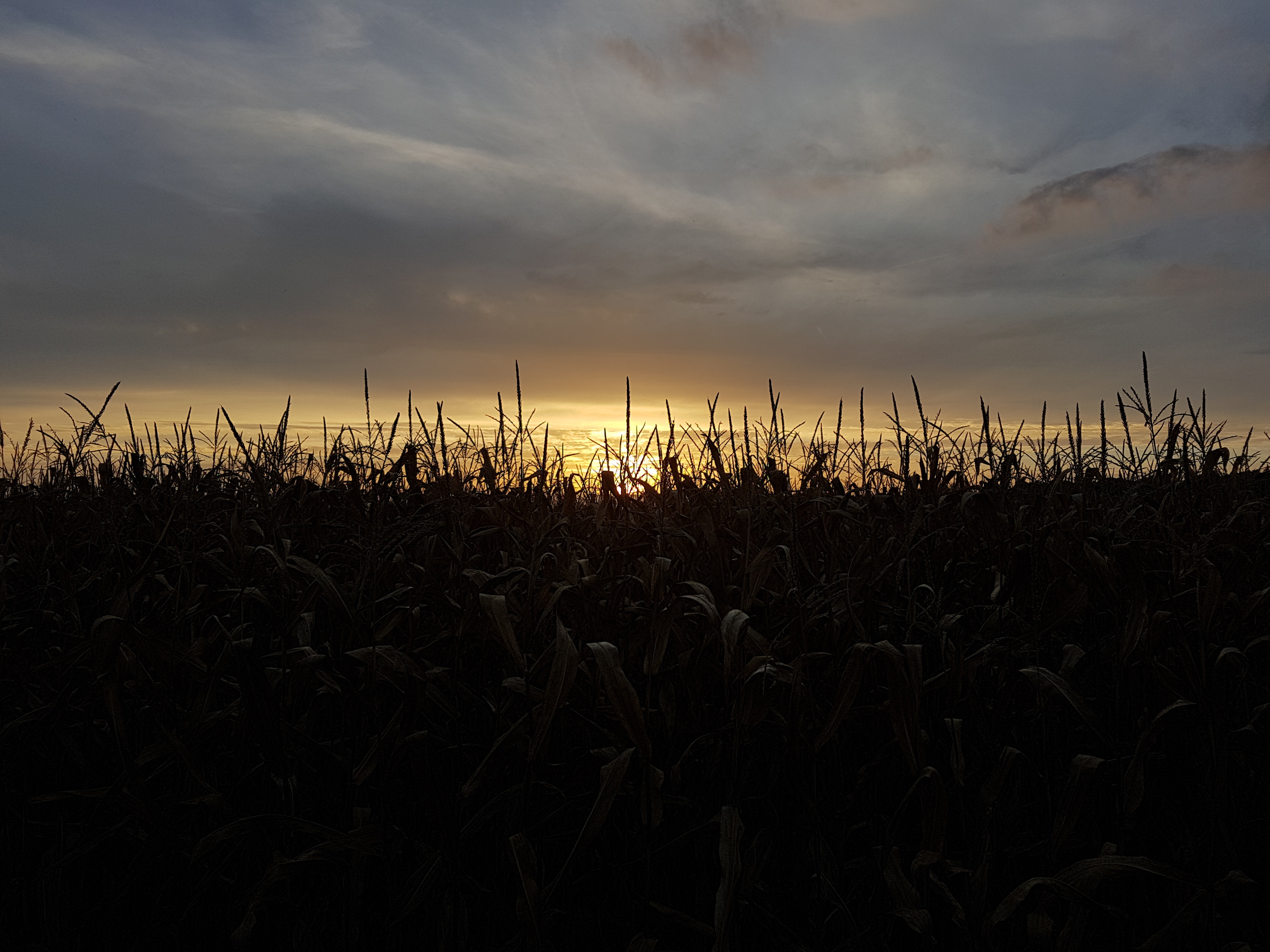 Corn Nature free image download