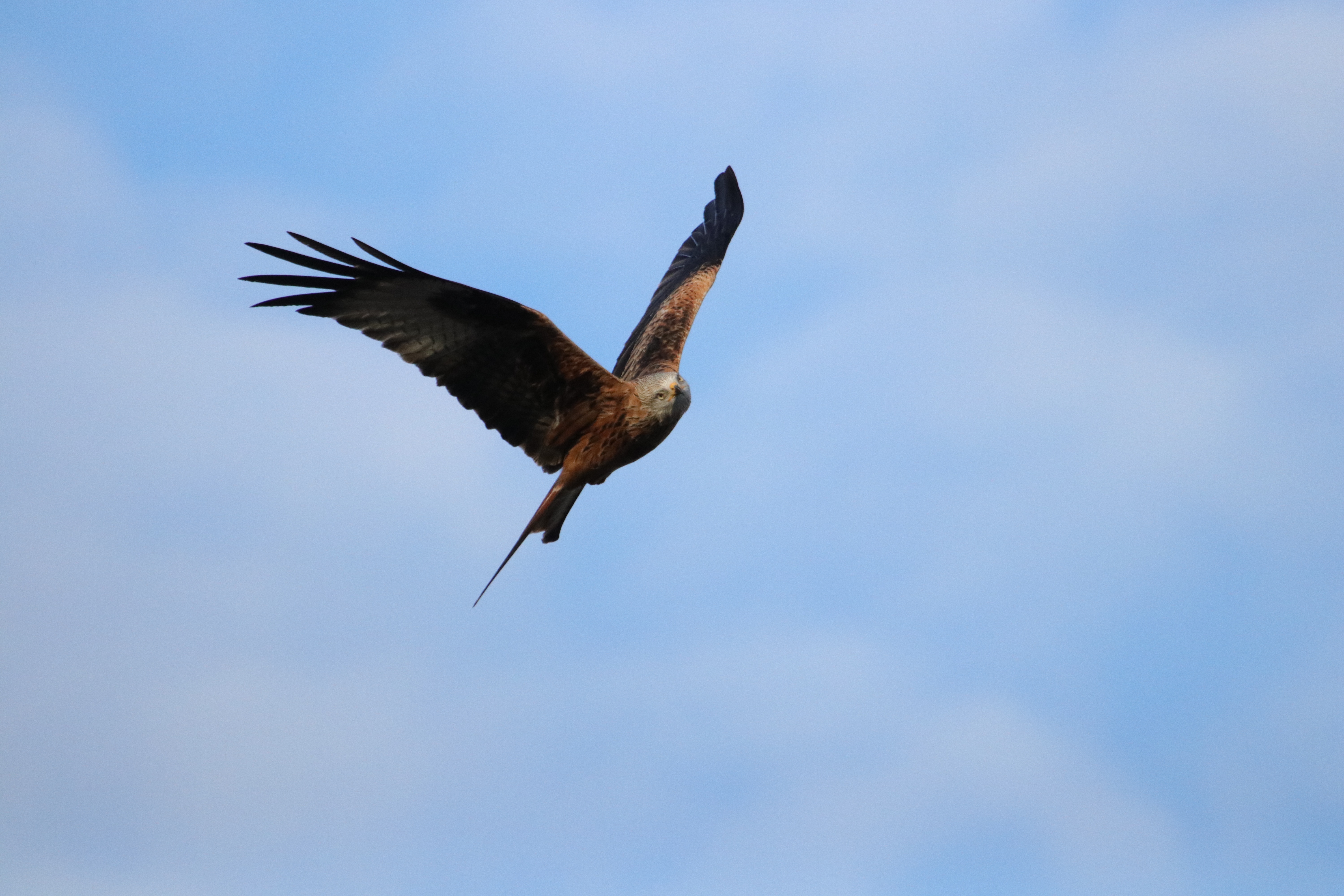 Red Kit Bird Of Prey Carrion free image download
