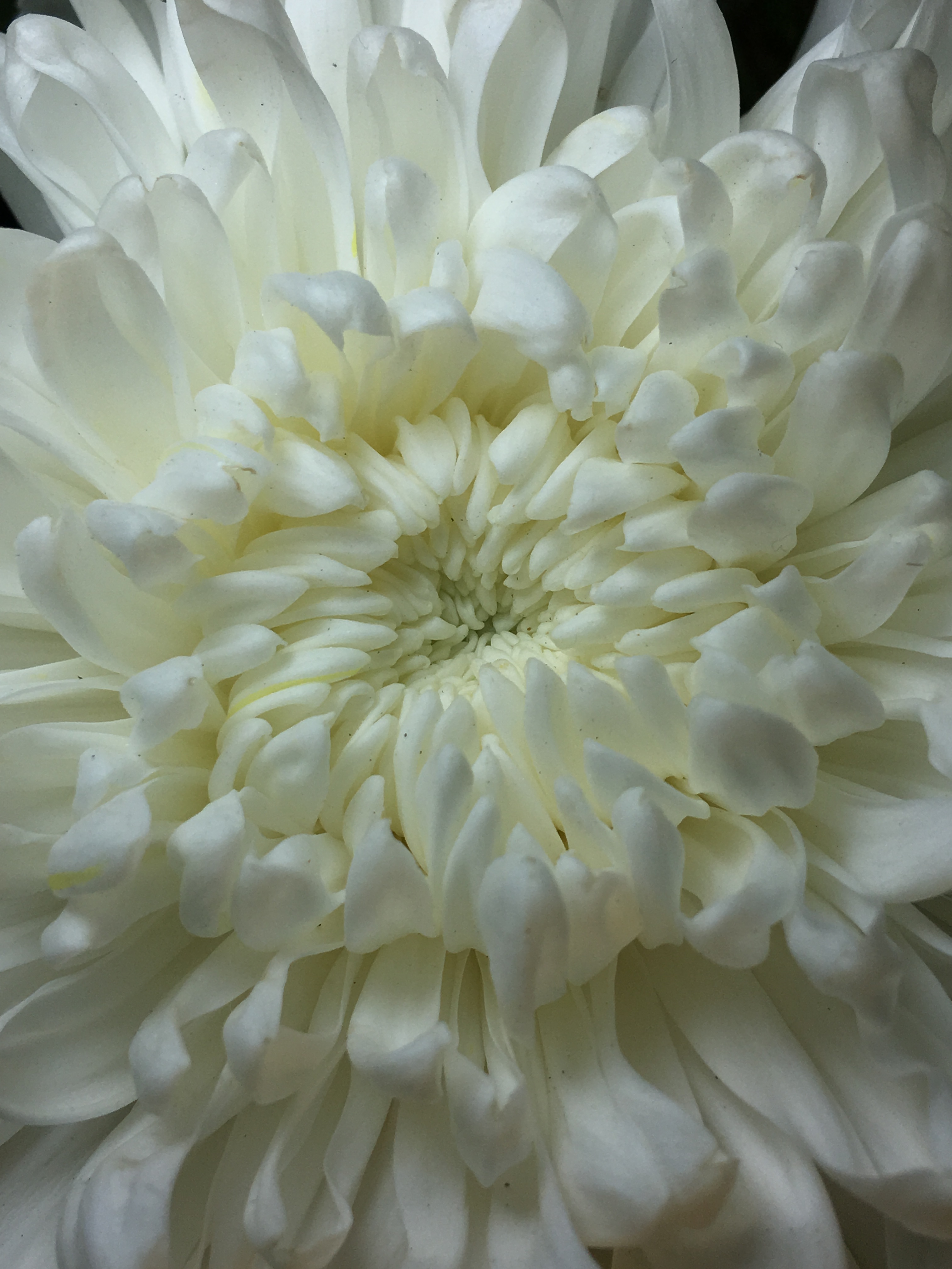 White Flower Petals free image download