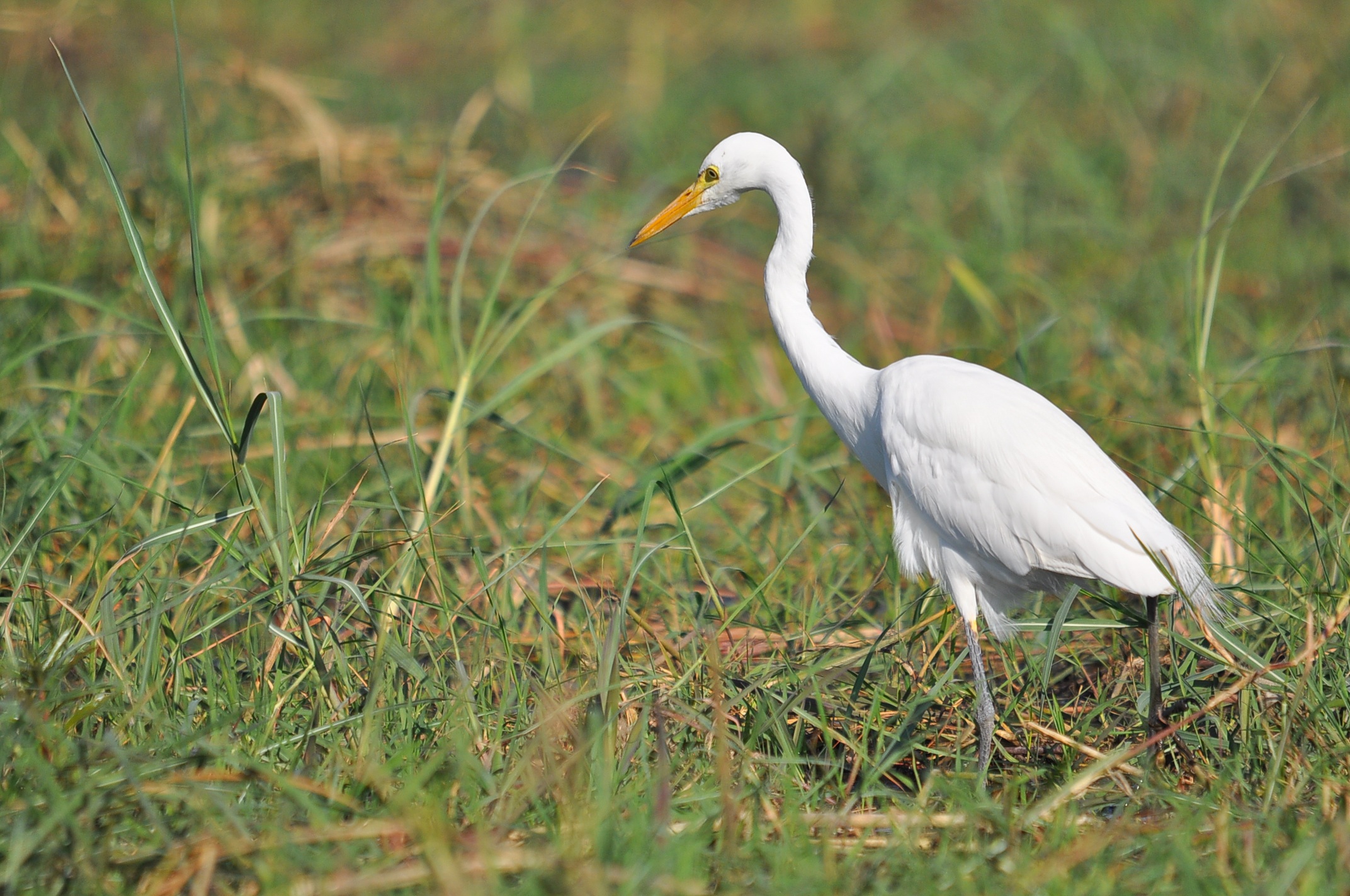 Nature Wildlife Bird free image download