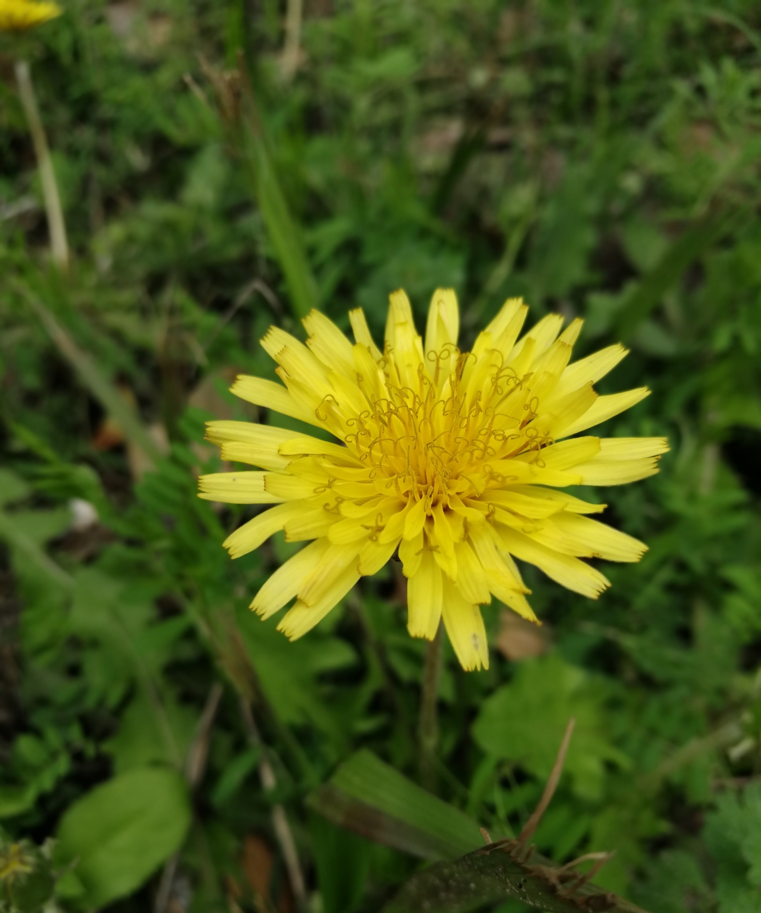Nature Summer Dandelion free image download