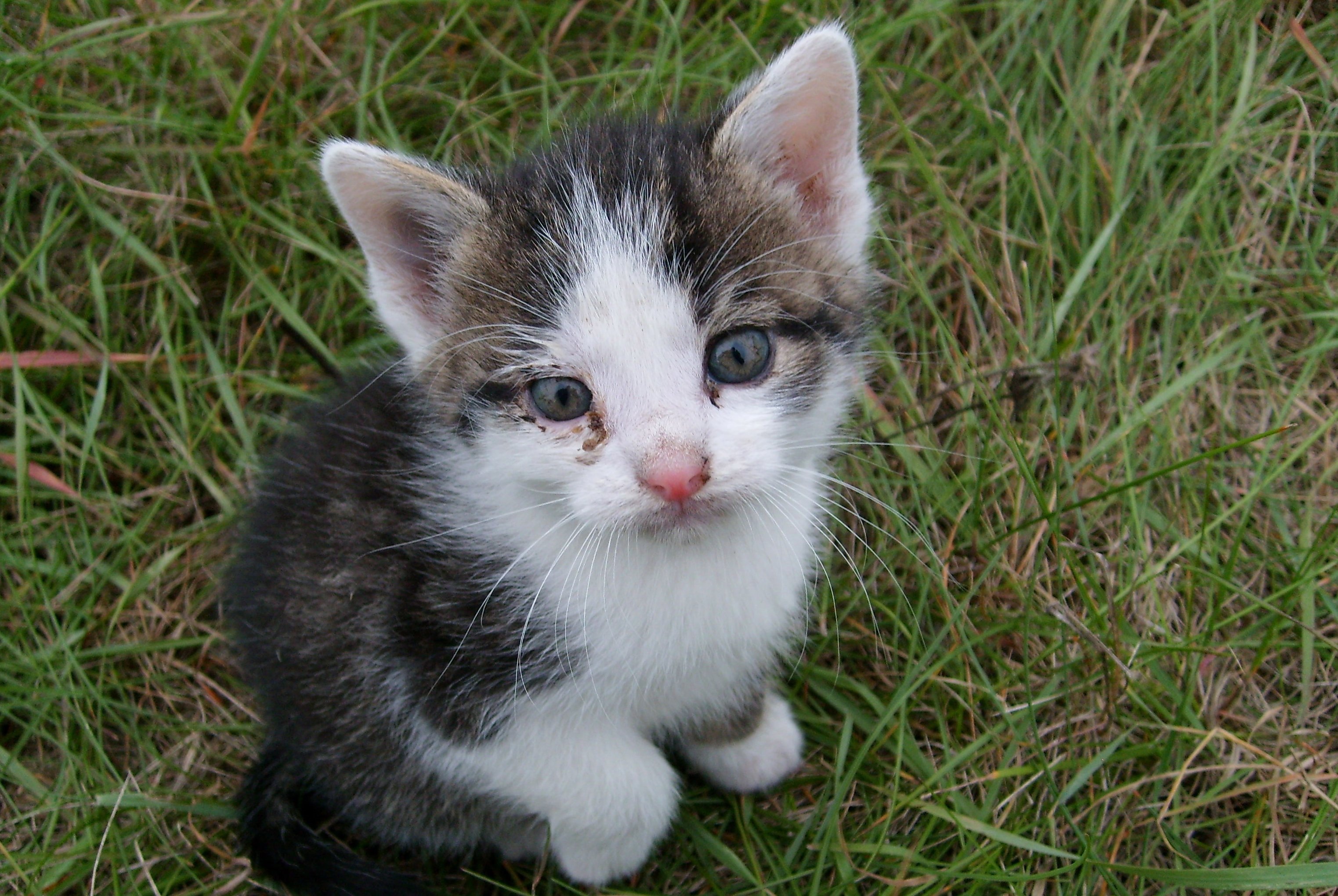 A Young Kitten Nature free image download