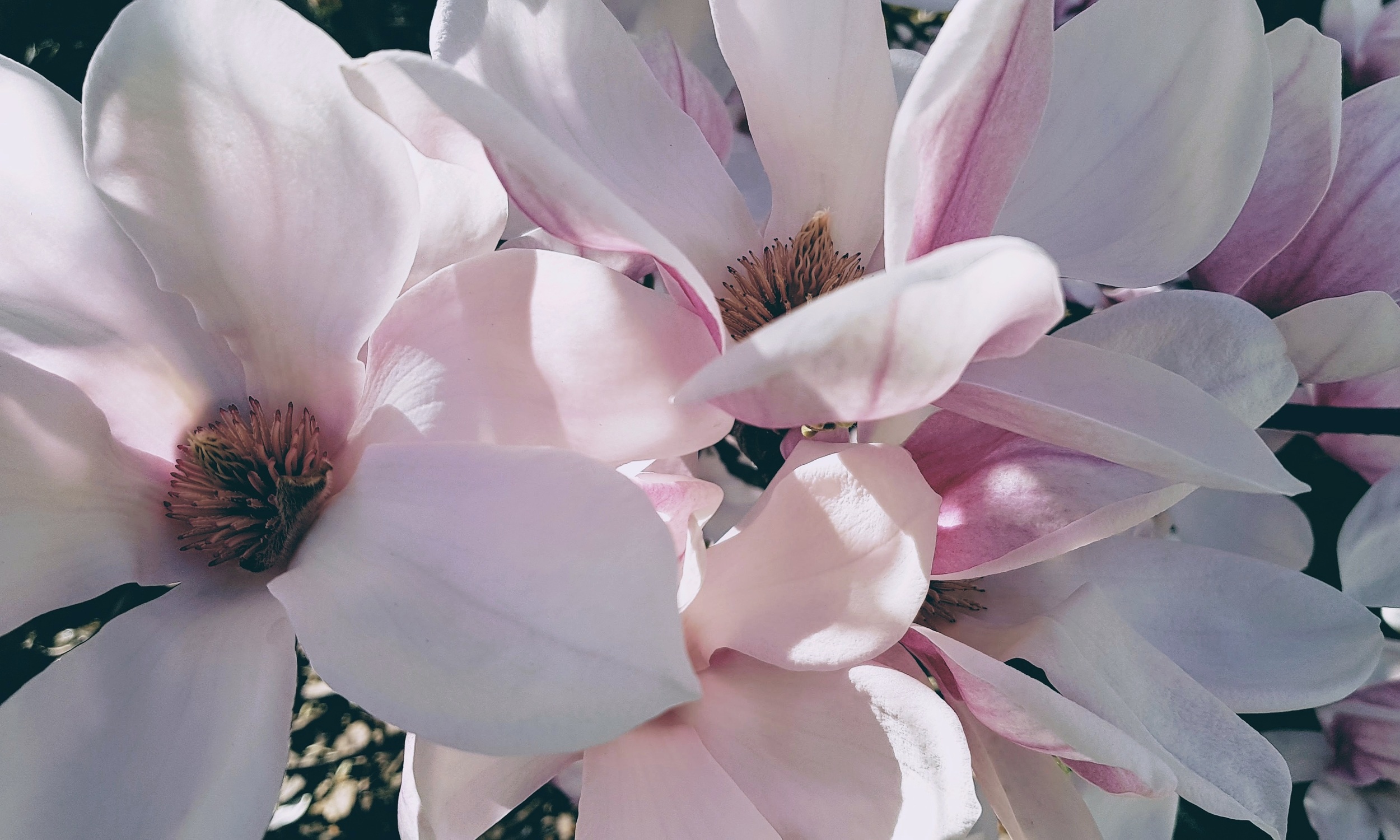 Magnolia Flower Flowering free image download