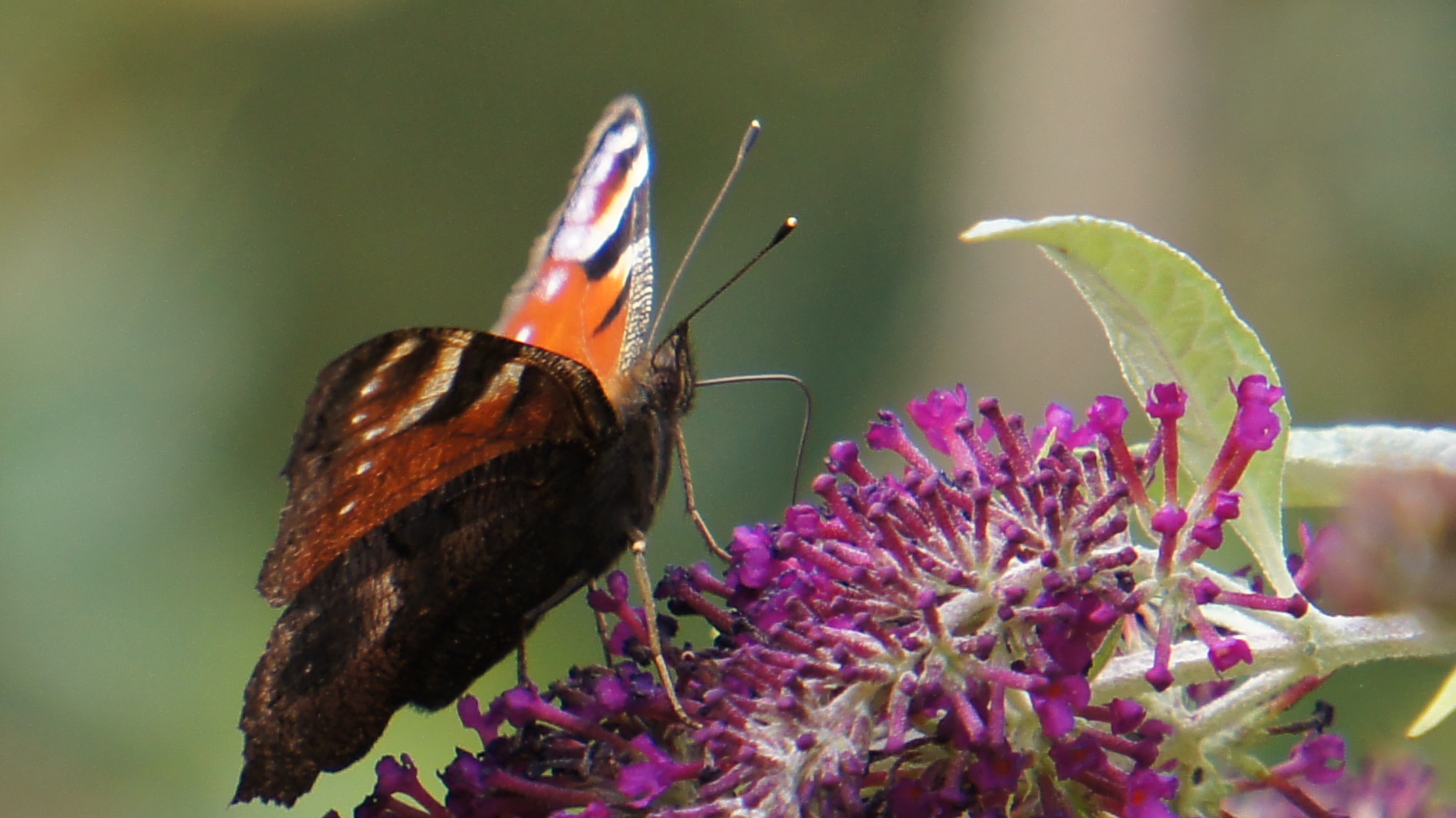 Nature Butterfly Insect free image download
