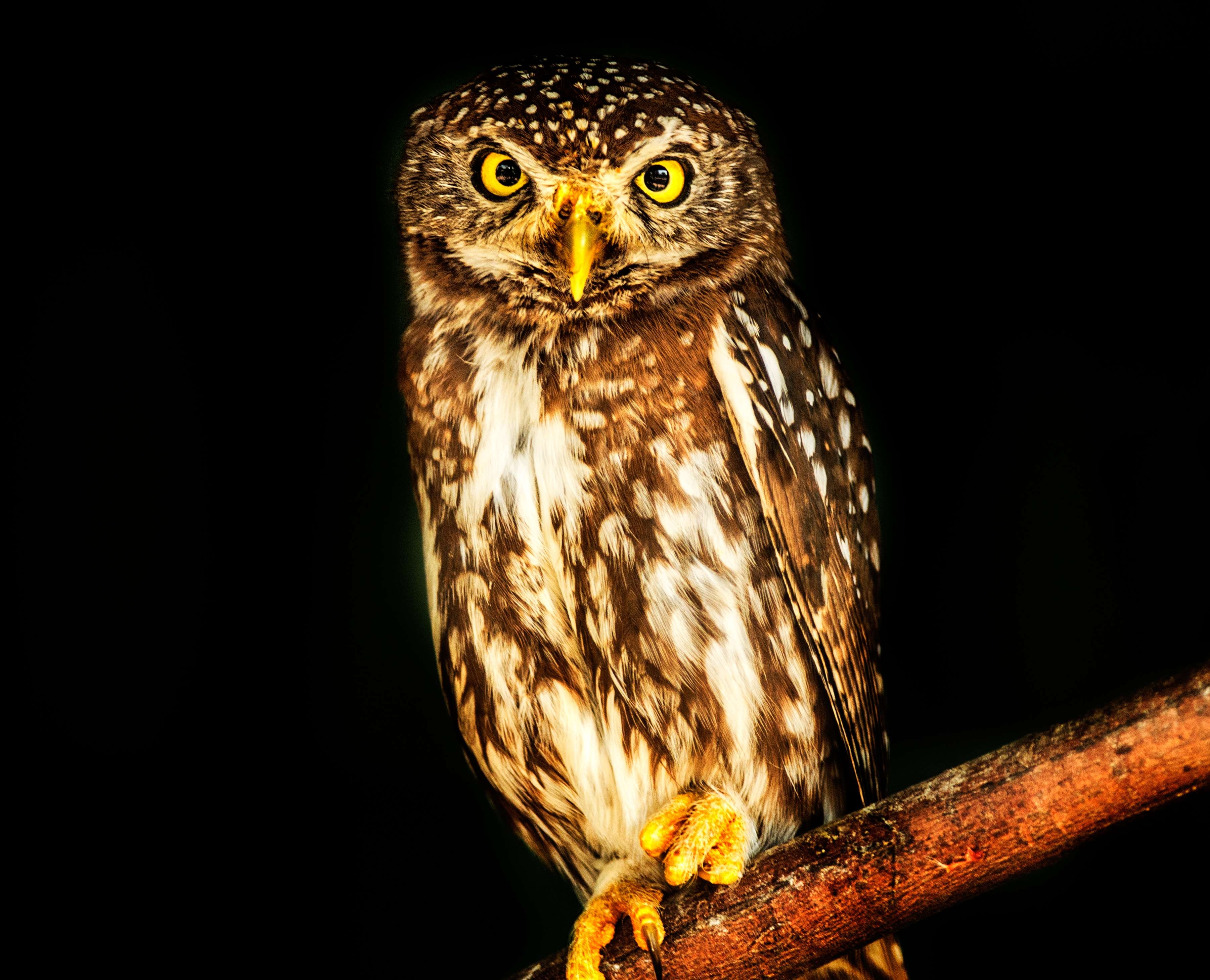 Owl Bird Pearl Spotted free image download