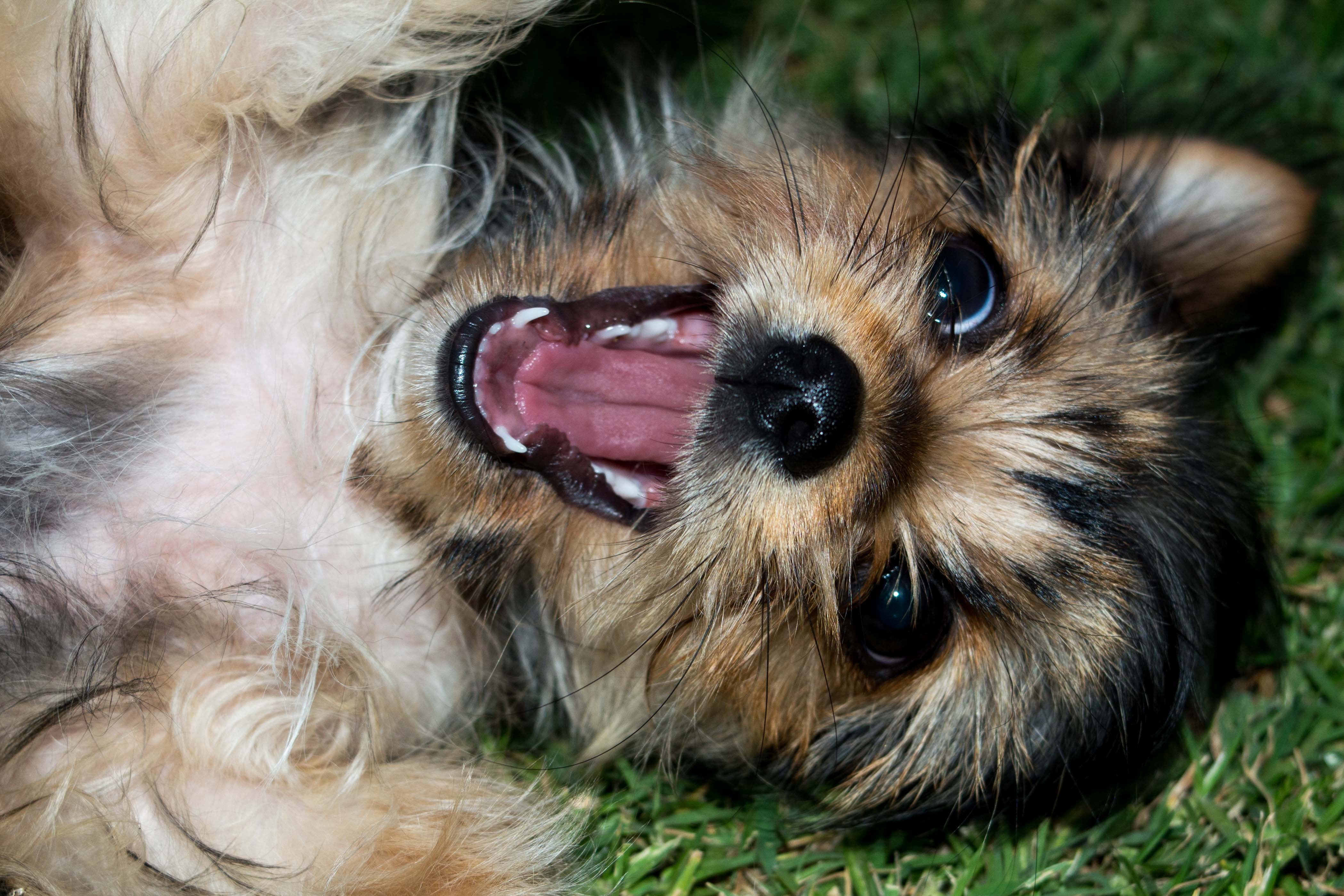 Dog Cute free image download