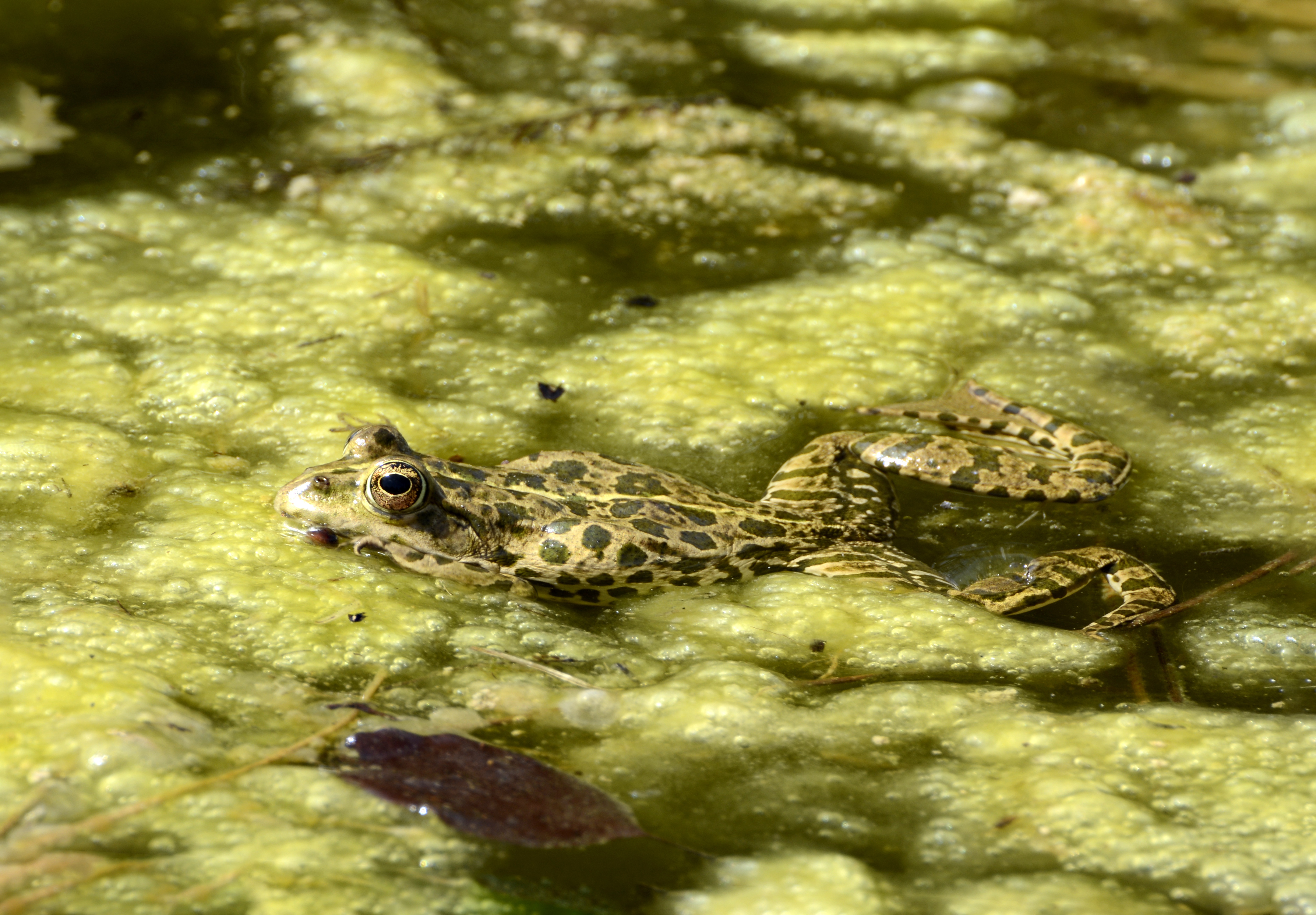 Frog Animal Nature free image download