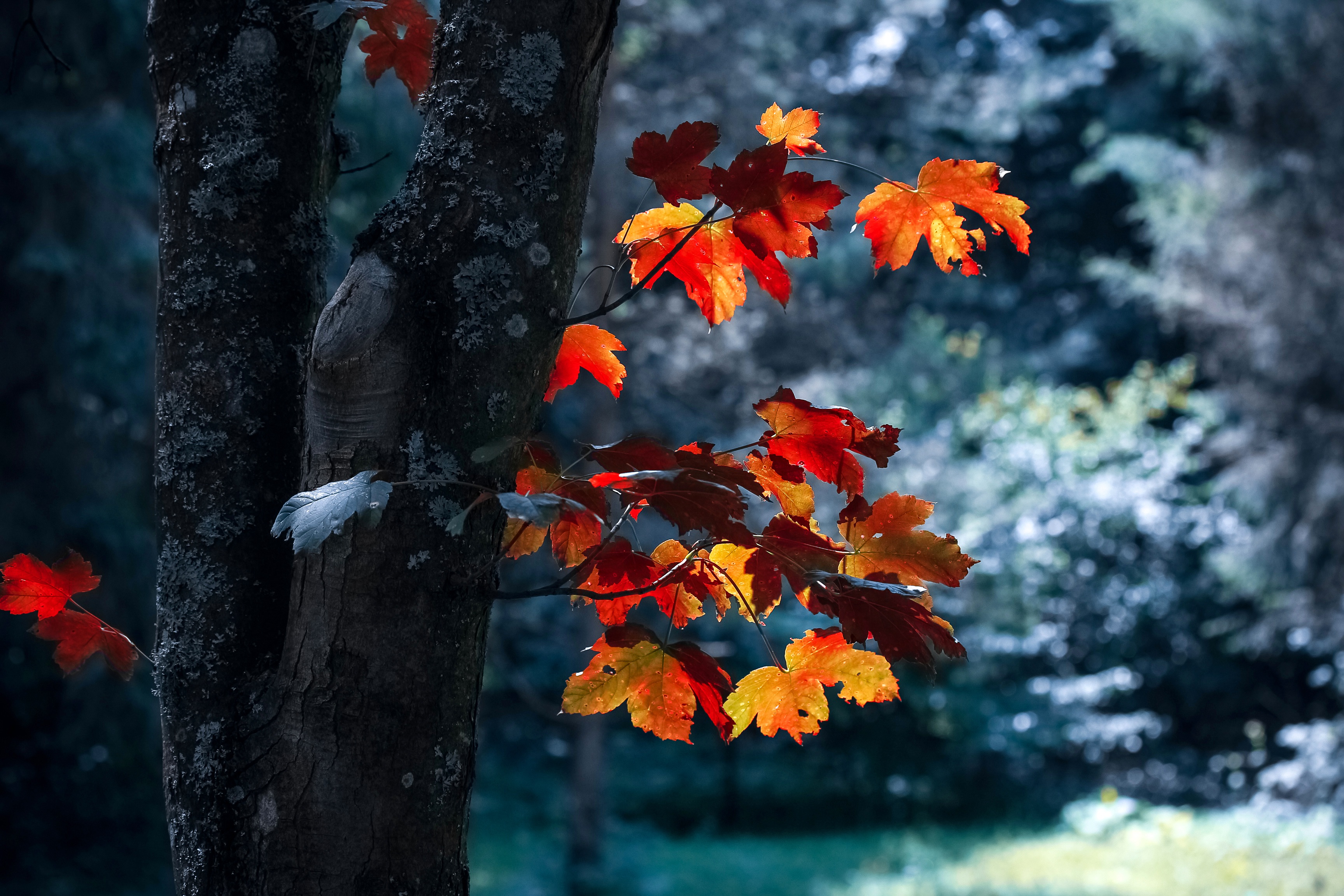 Nature Fall Outdoors free image download