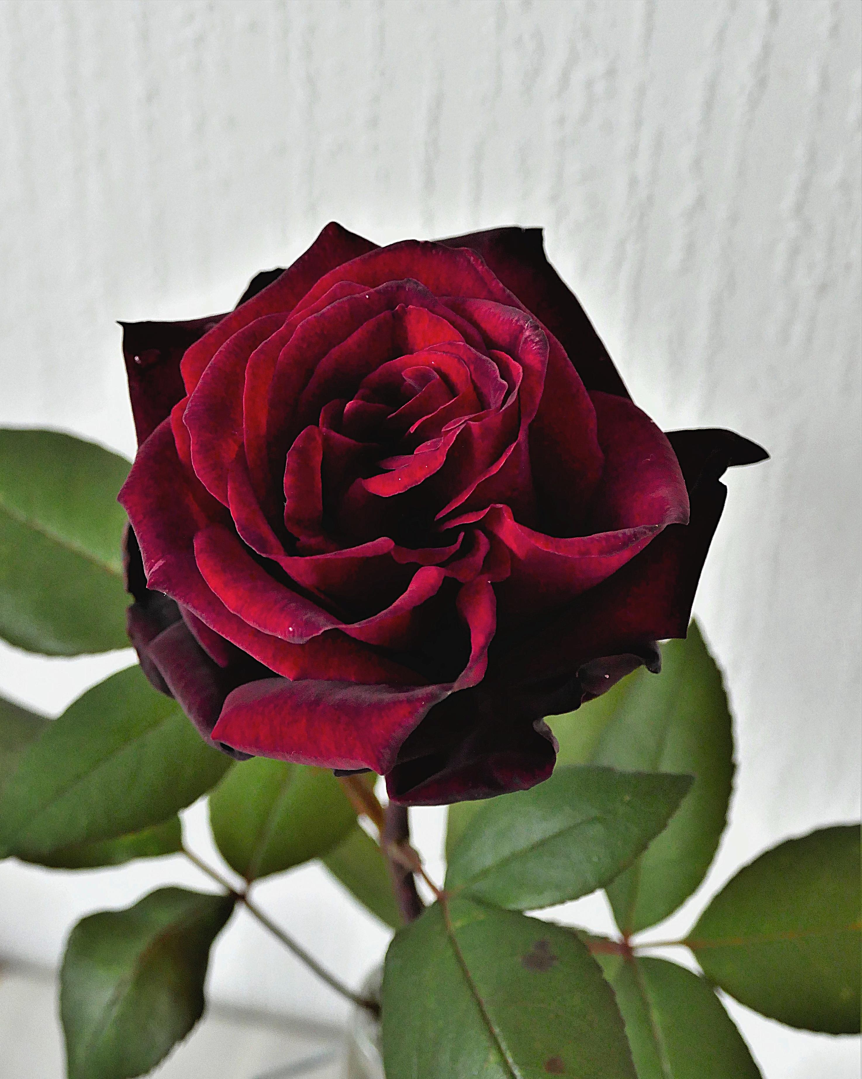 Rose Bloom Red Close Up free image download