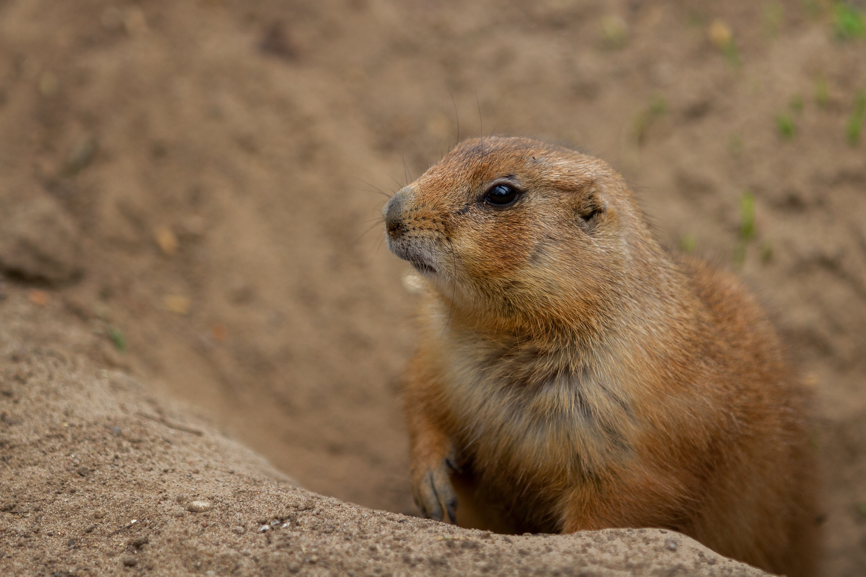 Animal World Prairie Dog Wild free image download