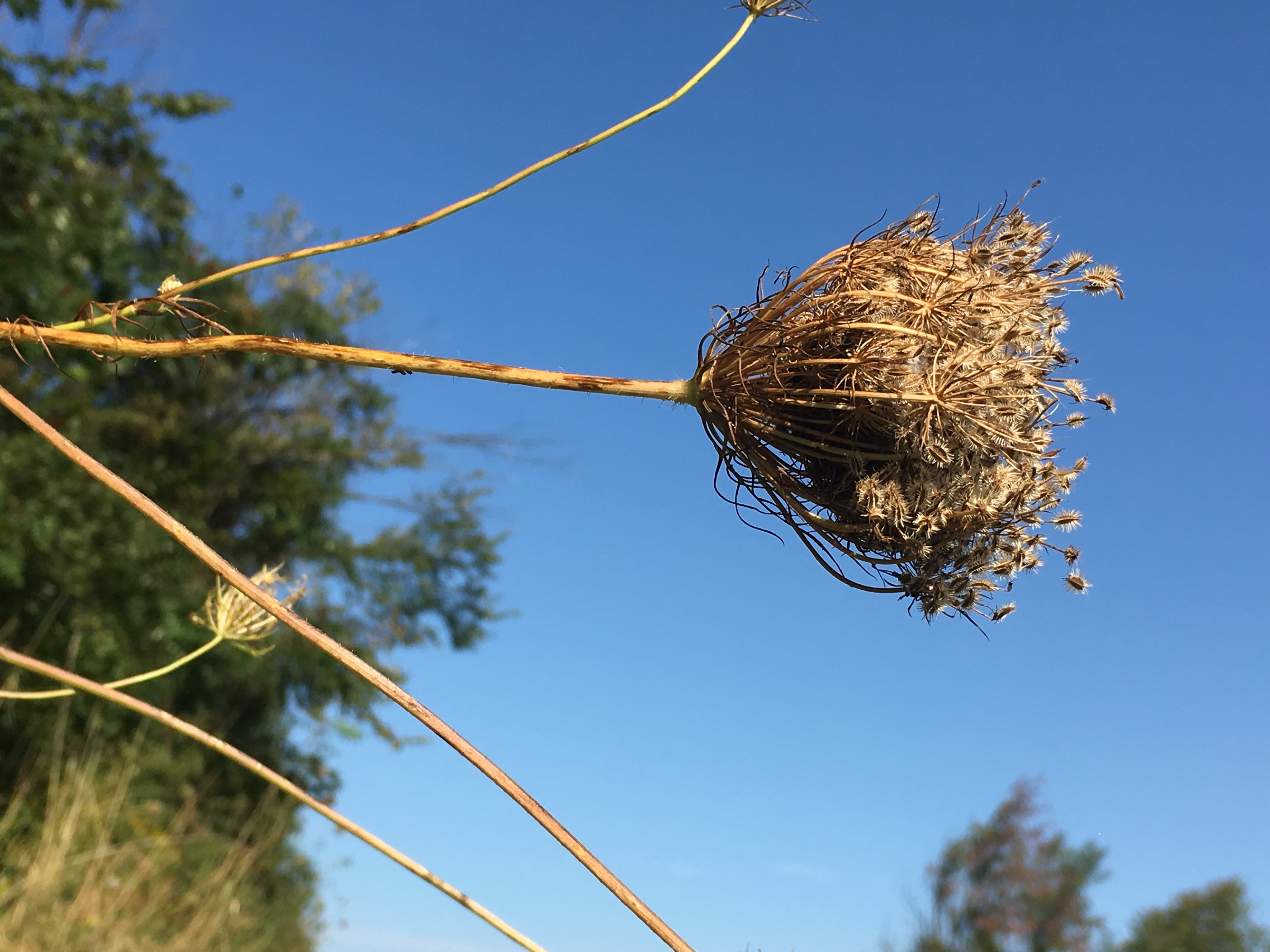 Seeds Autumn Fall free image download
