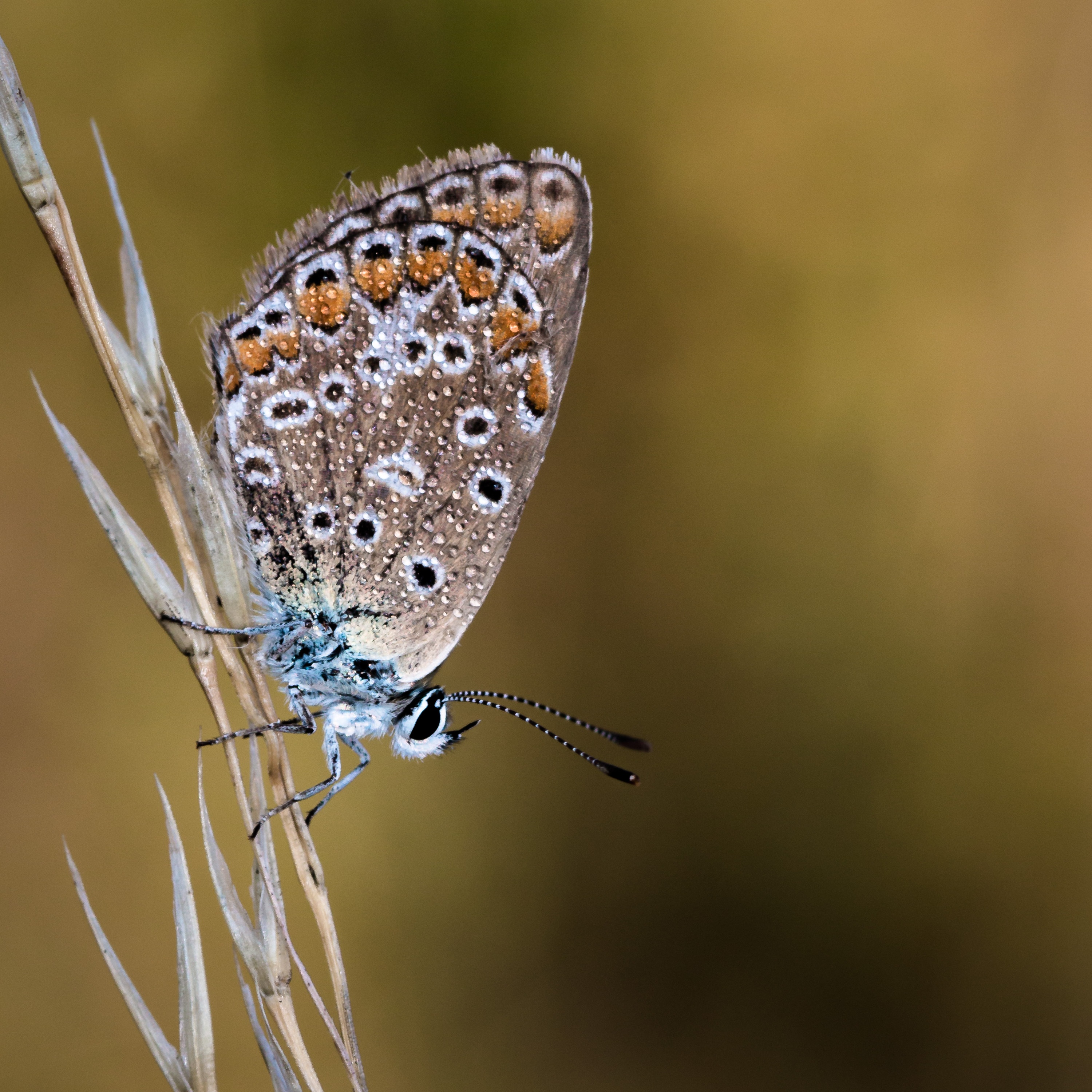Butterfly Insect Macro Close free image download