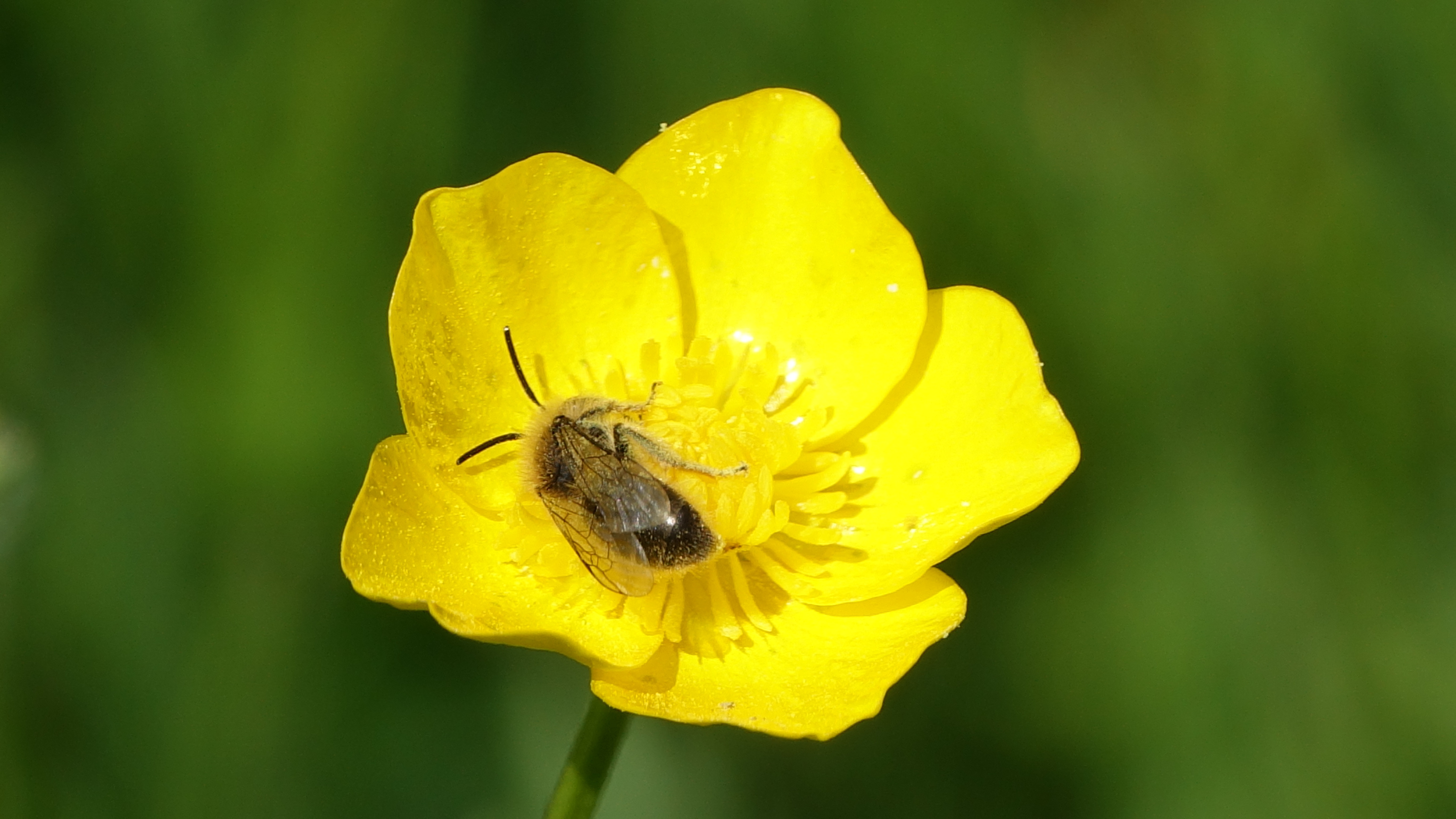 Nature Flower Insect free image download