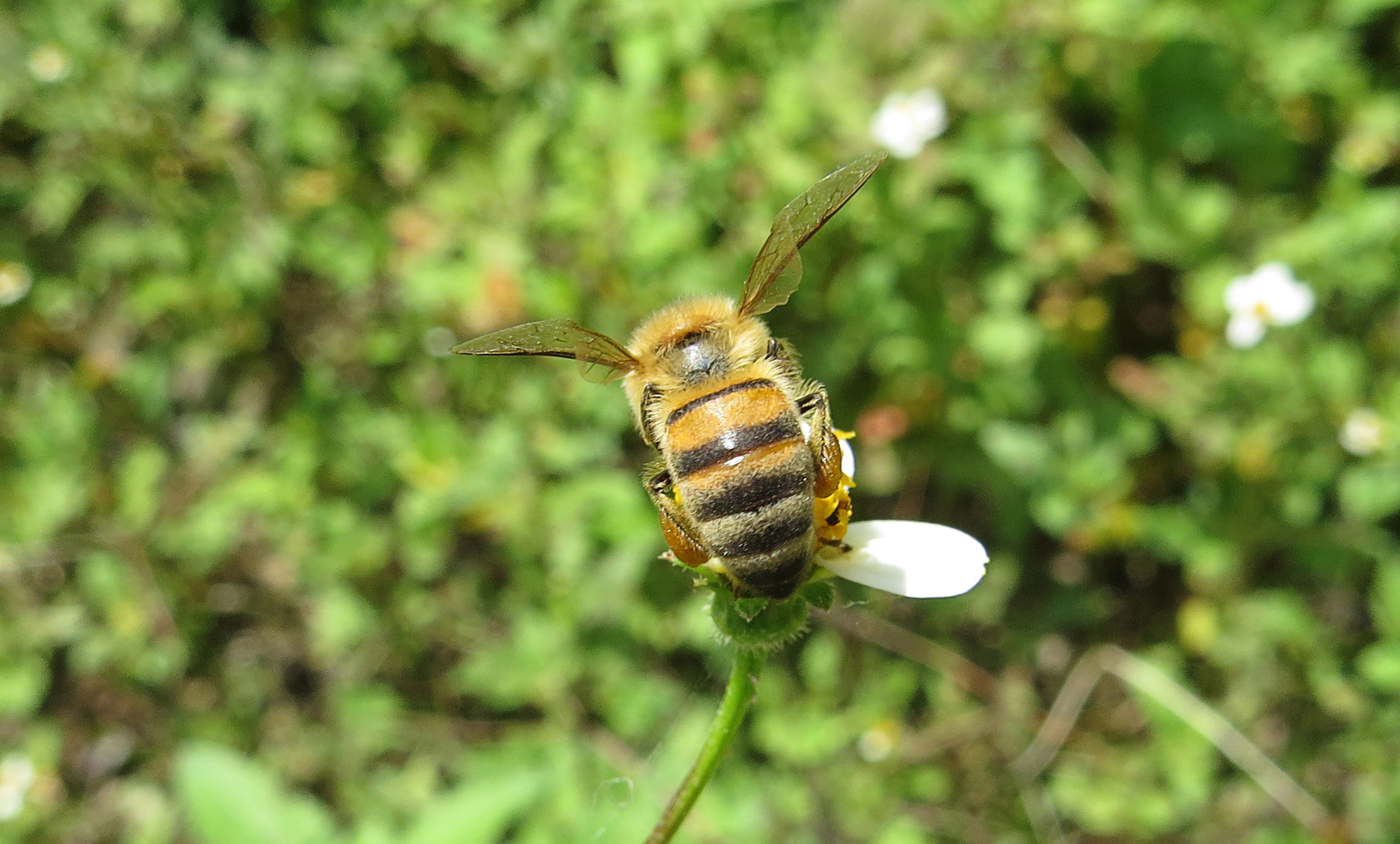 Macro Insect Bee free image download