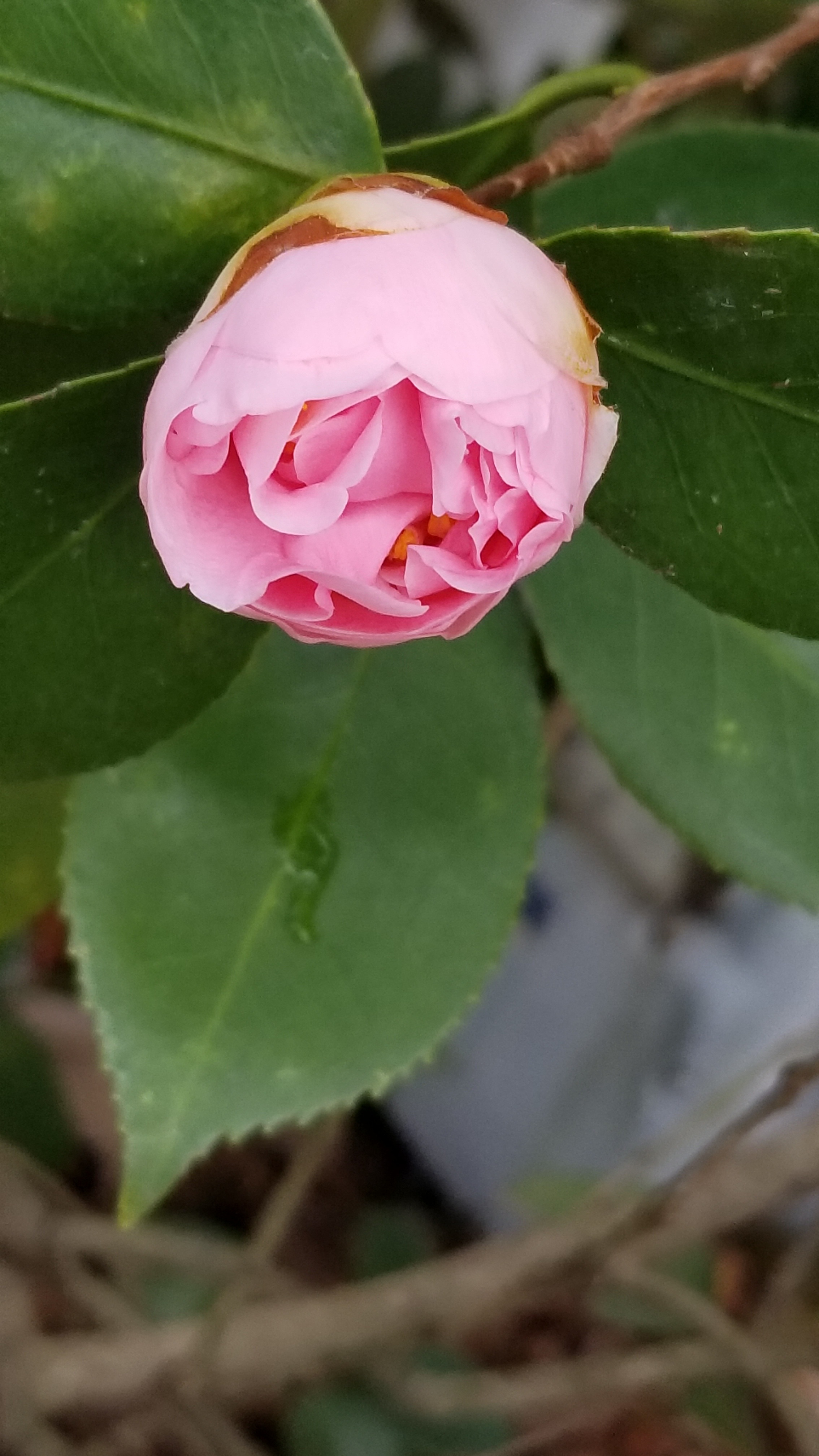 Leaf Nature Flower free image download