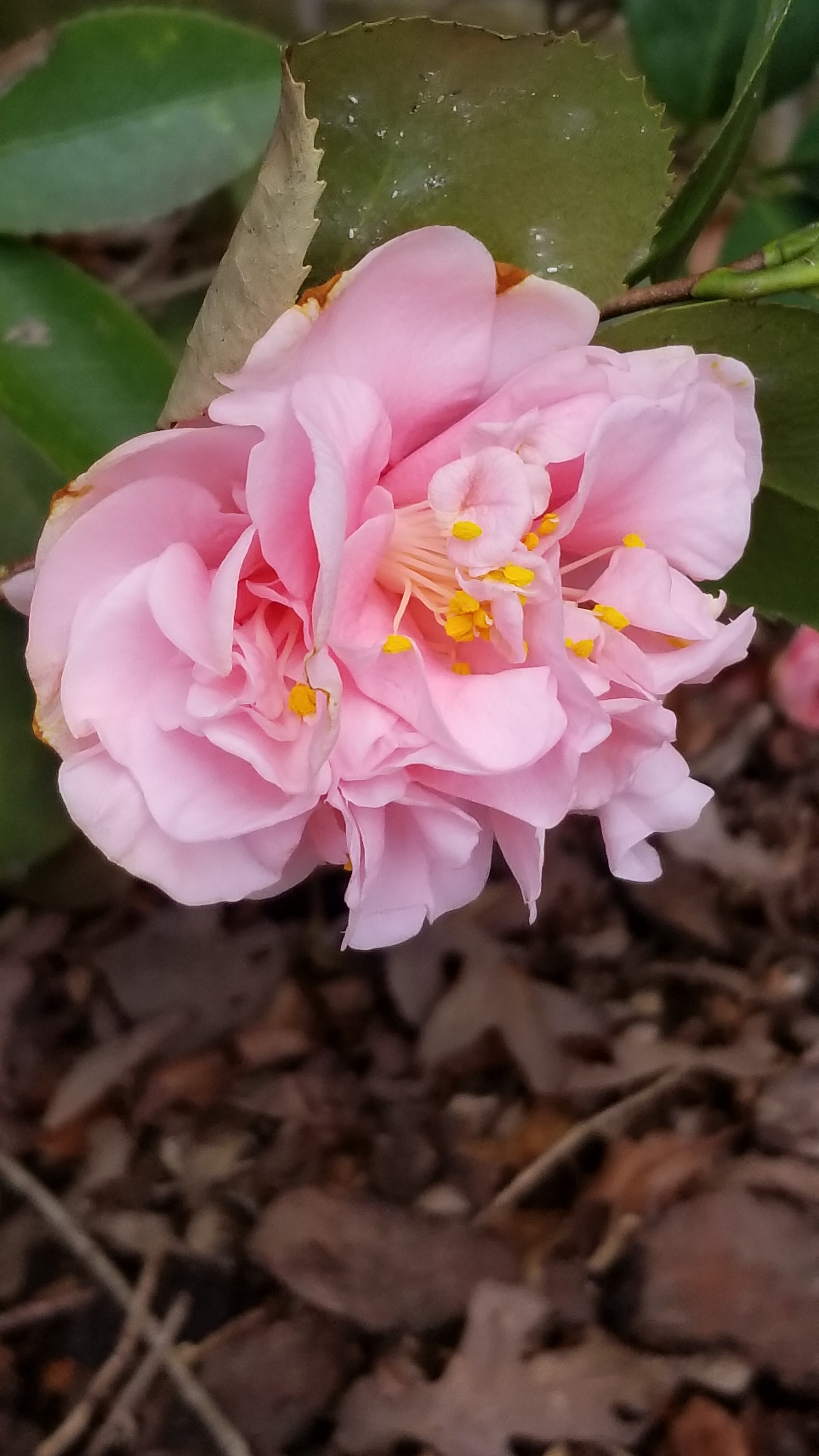 Nature Flora Flower free image download