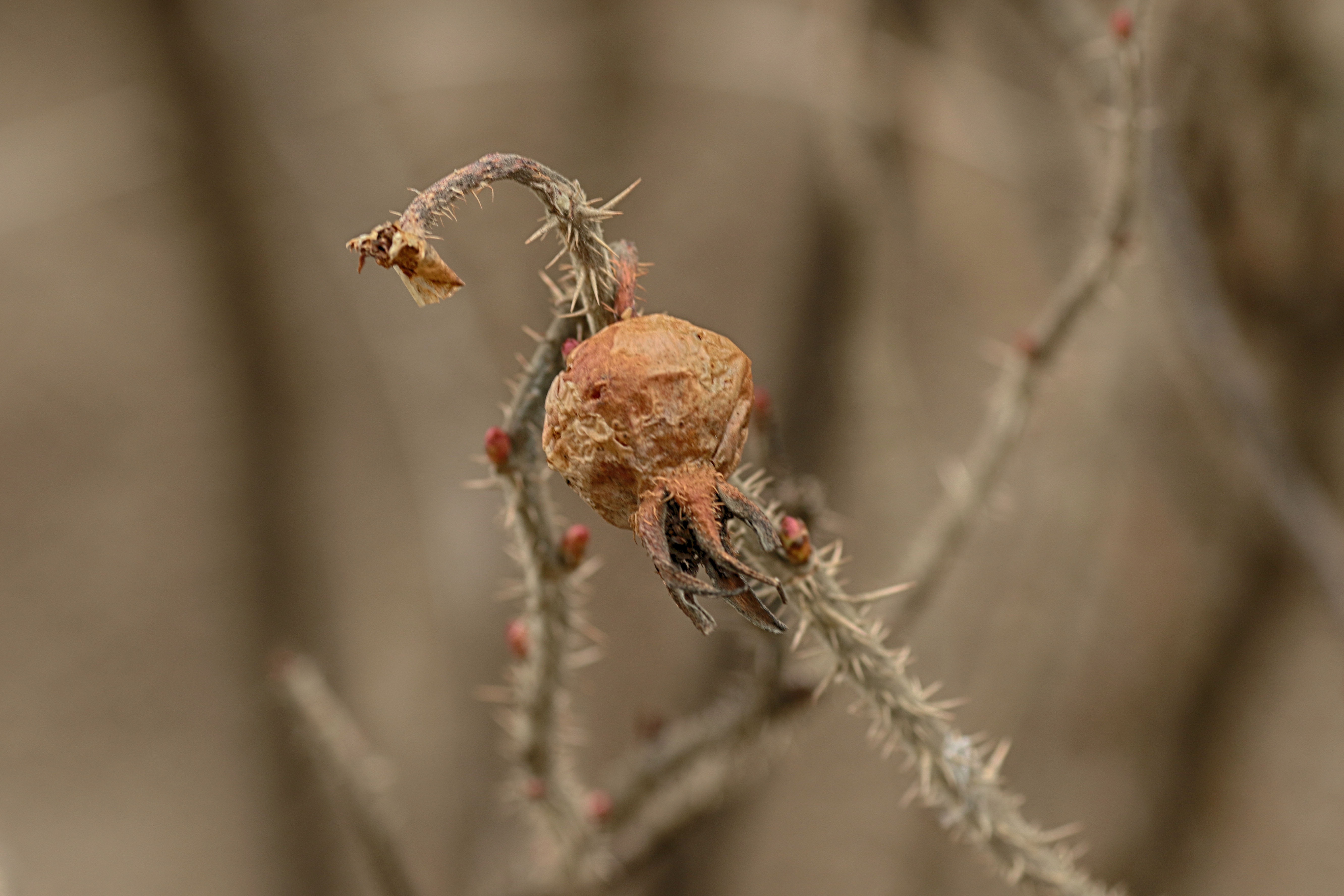 Nature Rose Hip free image download