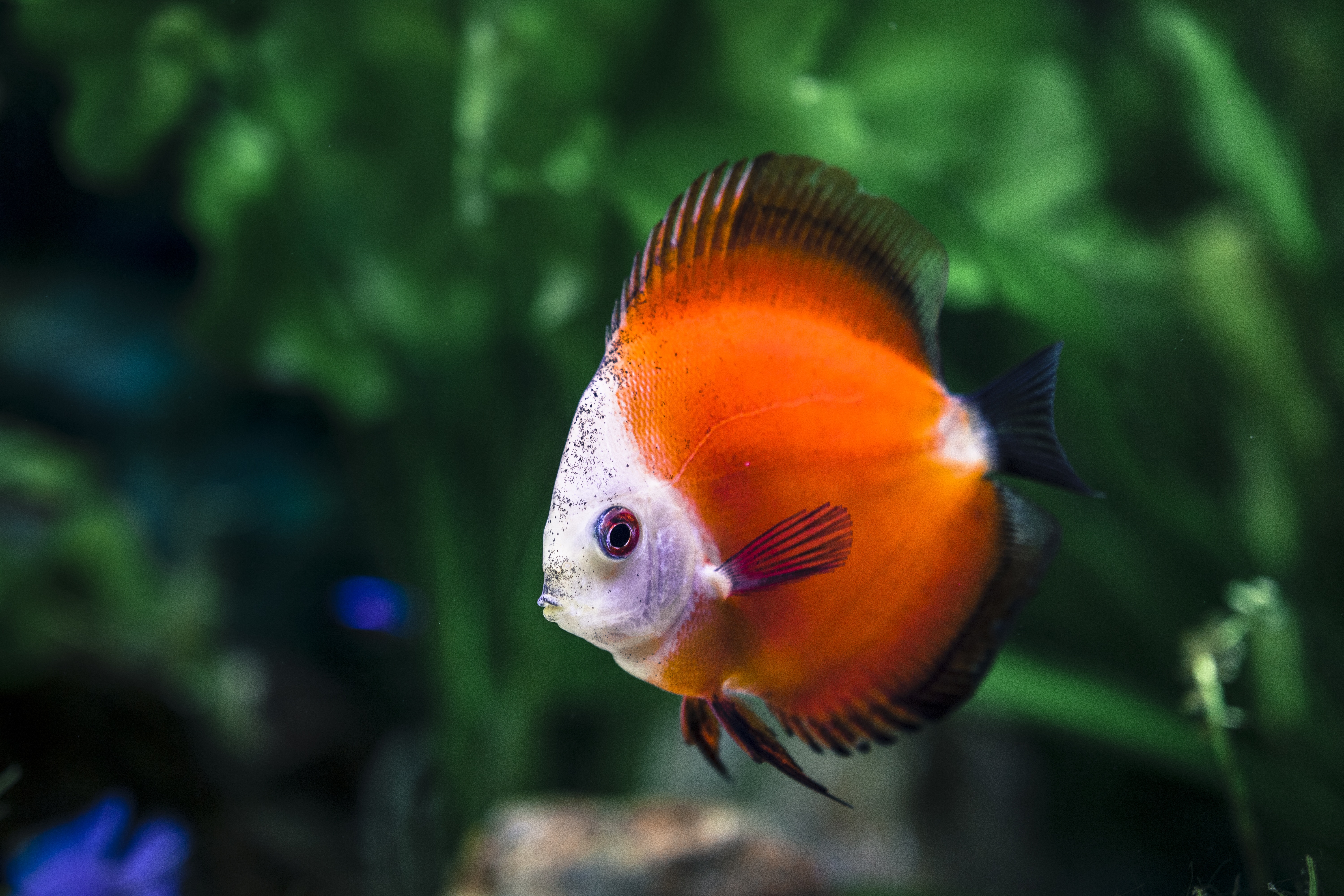 Animal Blurred Background Closeup free image download