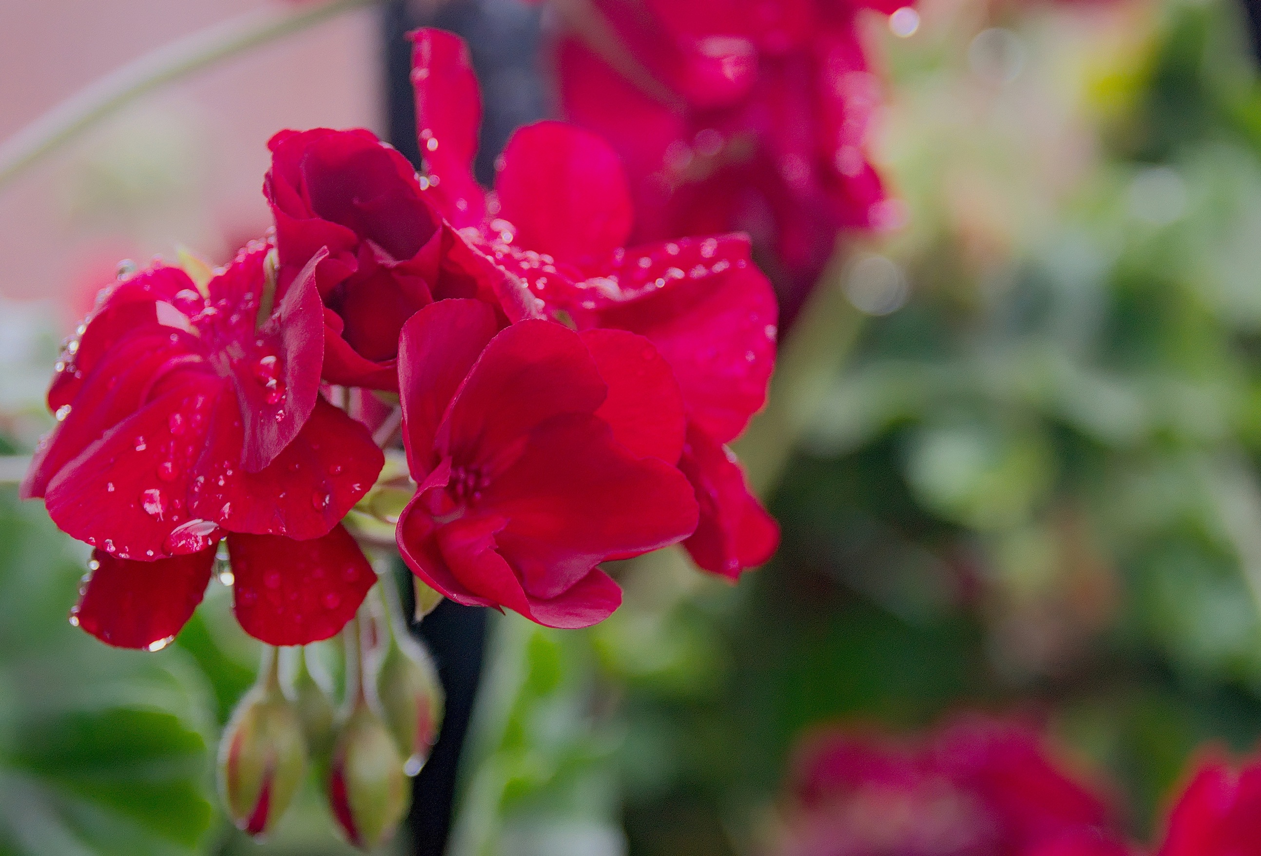 Geranium Flower Macro free image download