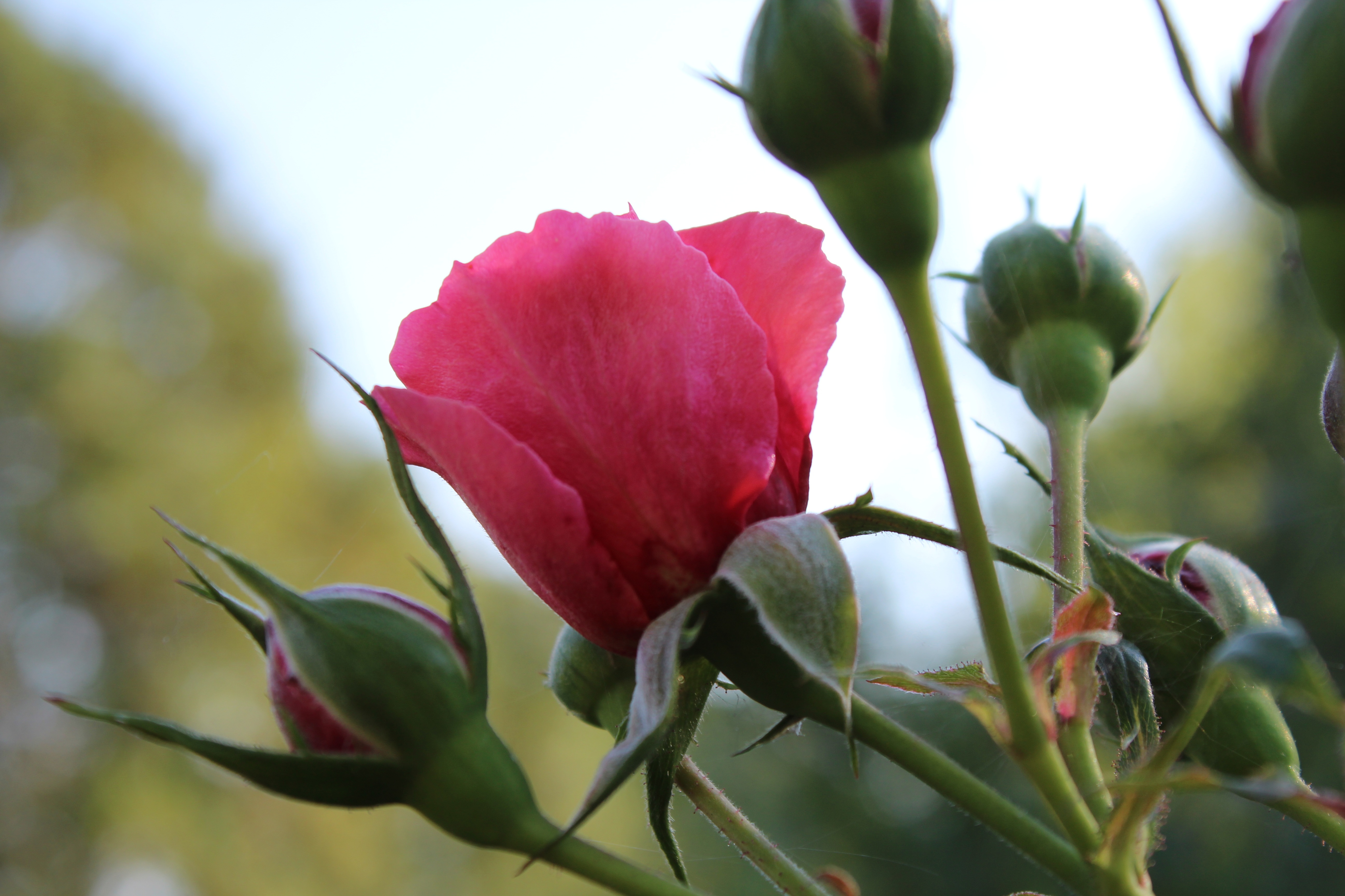 Flower Time Wild Plant free image download
