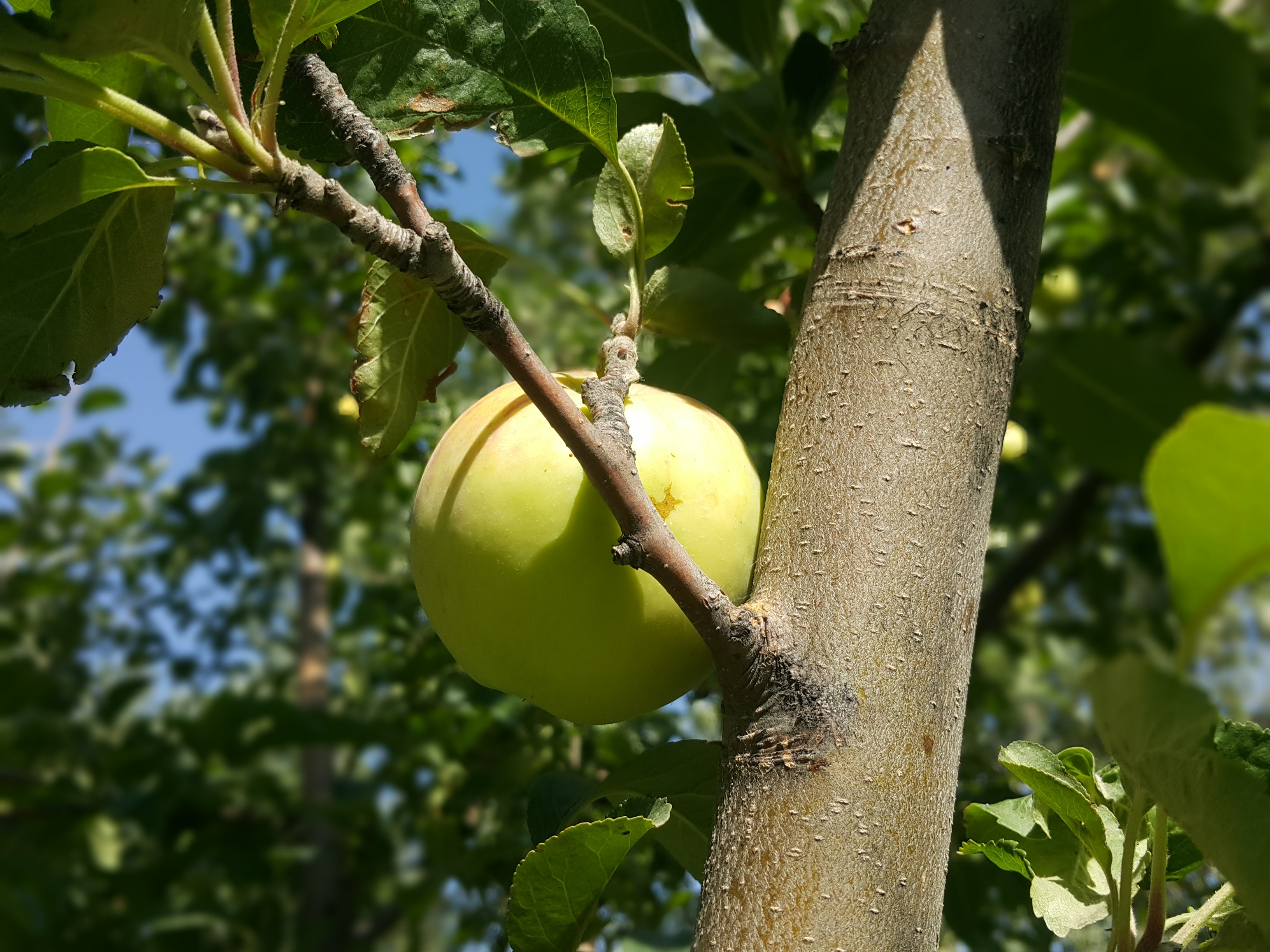 Apple Leaves Tree free image download