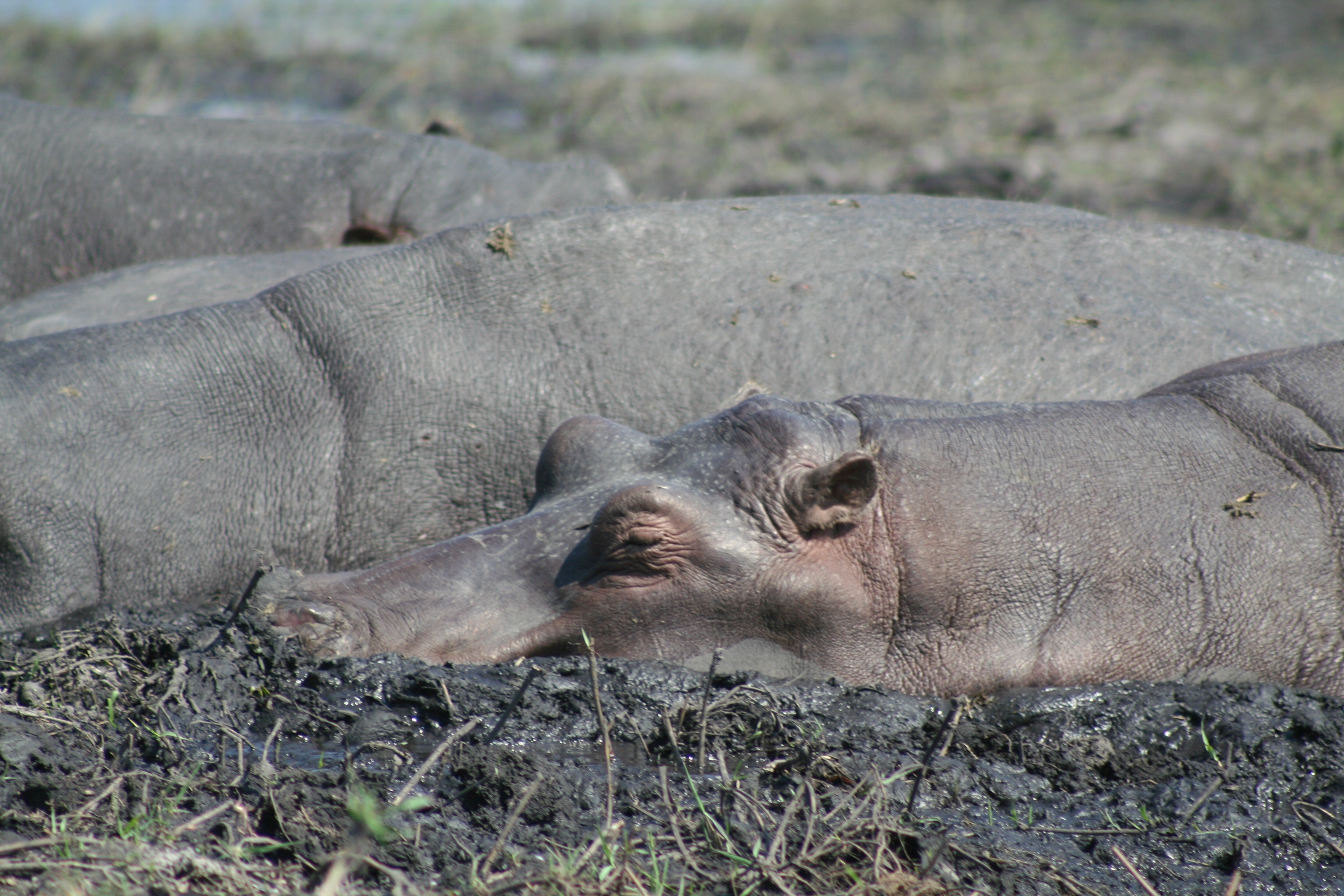 Mammal Animal Africa free image download