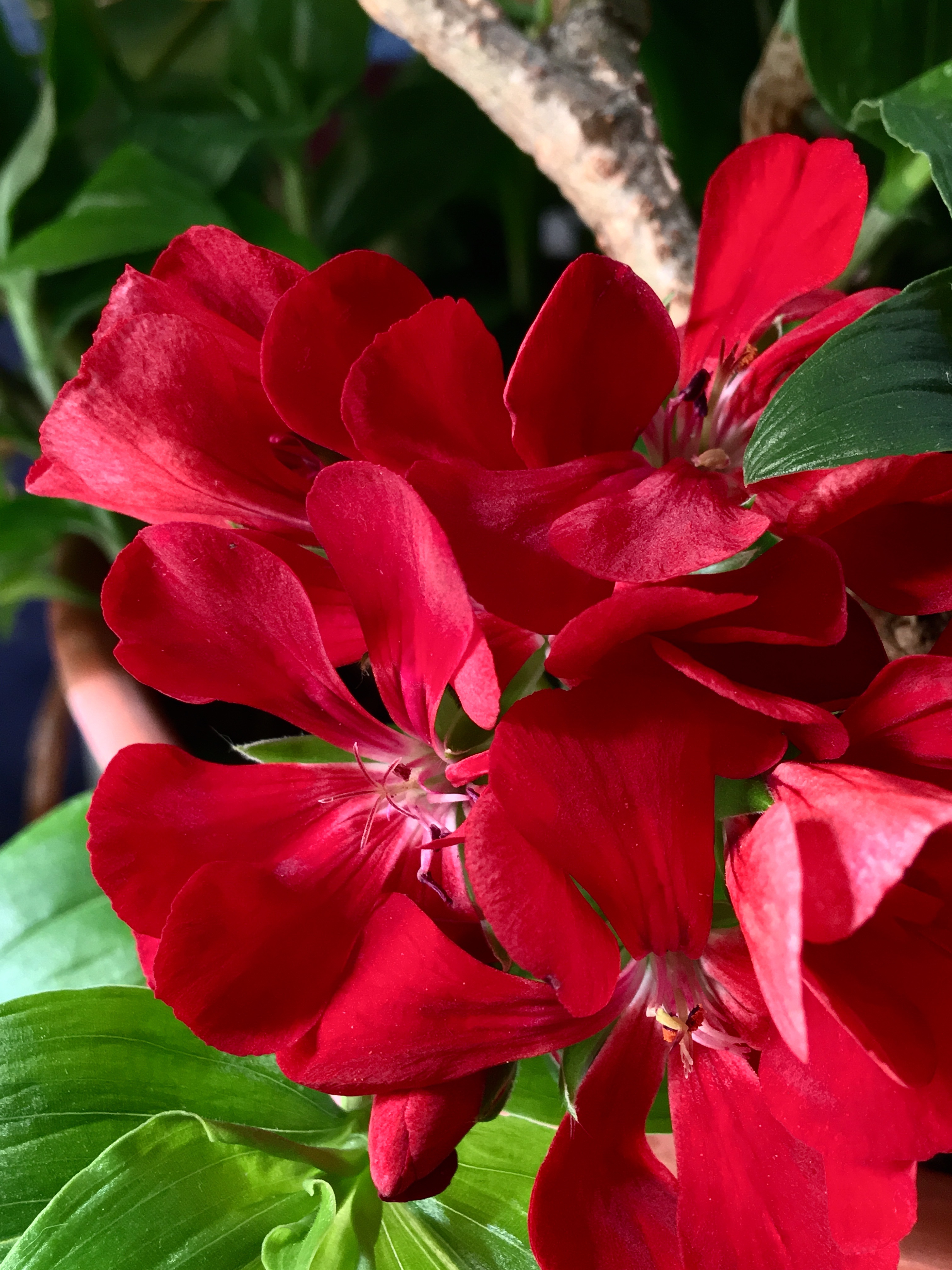 Geranium Red Petals free image download