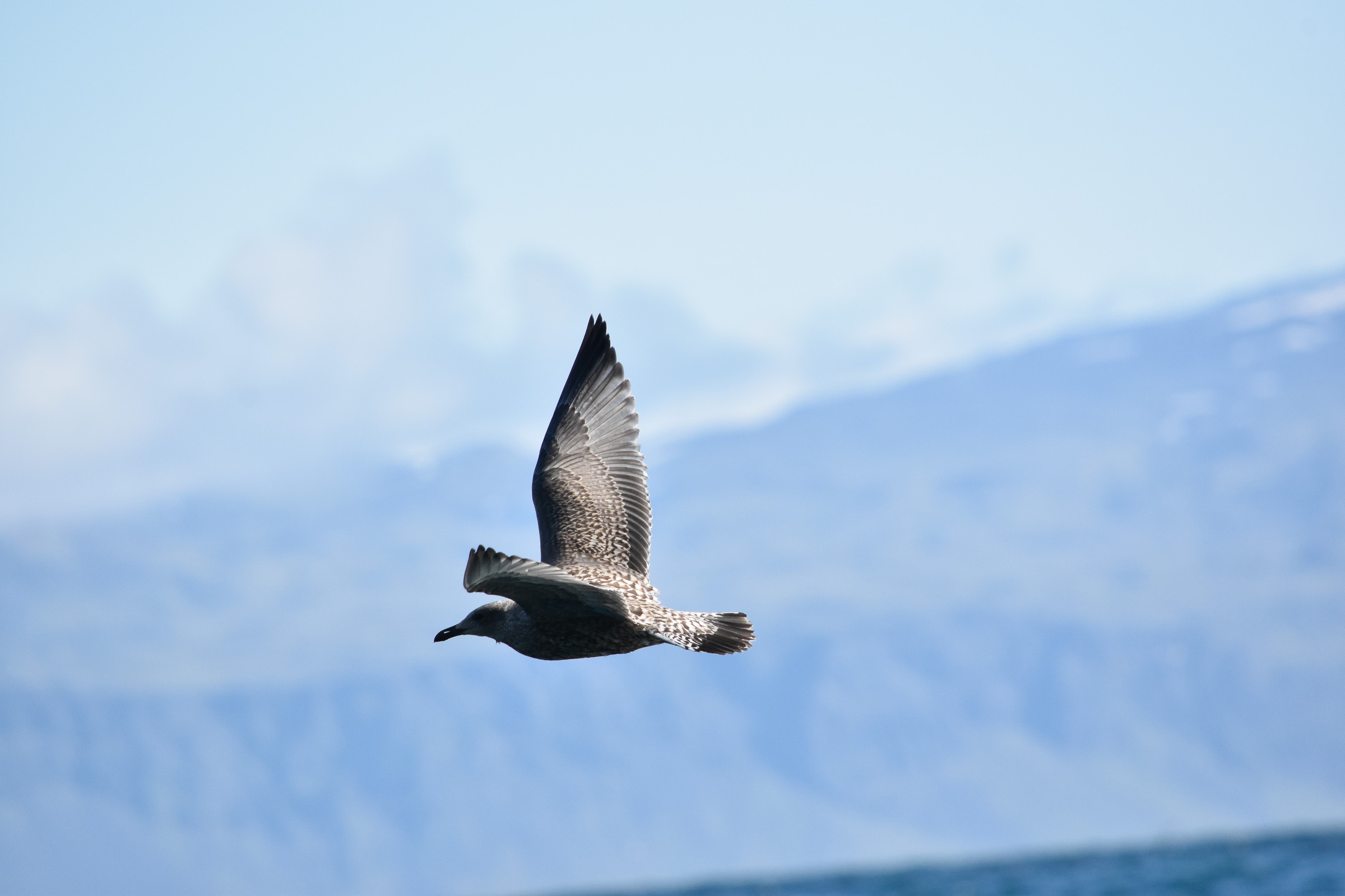Skua Birds In Flight free image download
