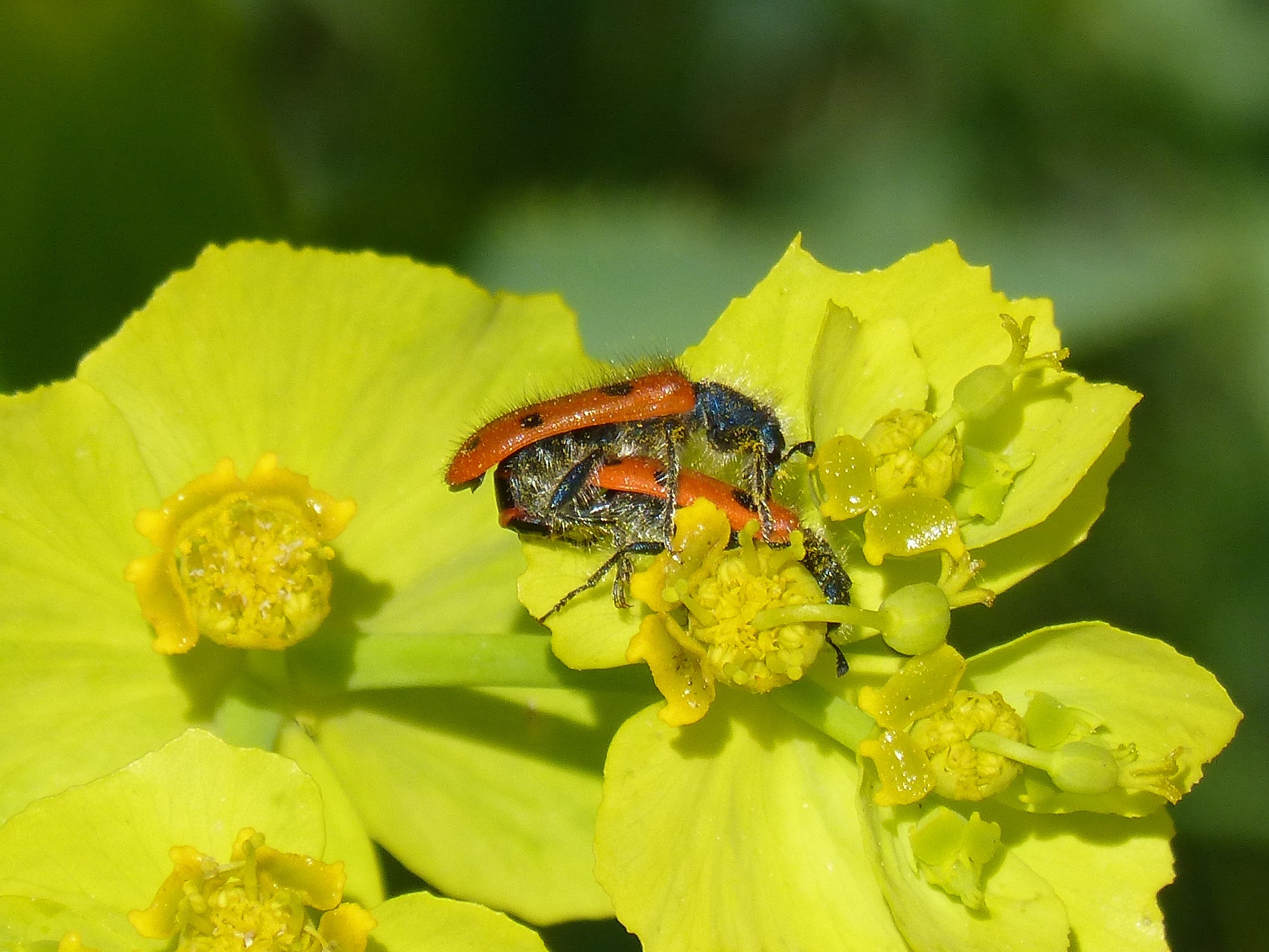 Beetle Meloideo False Ladybird free image download