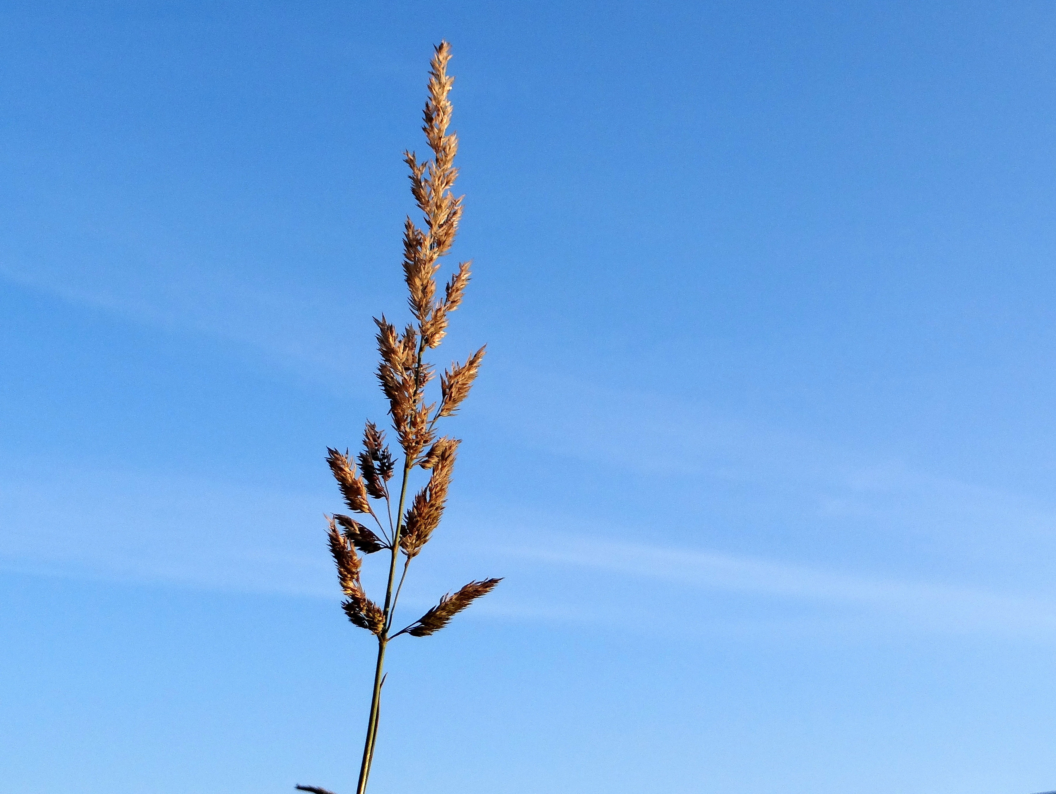Blade Sky Blue free image download