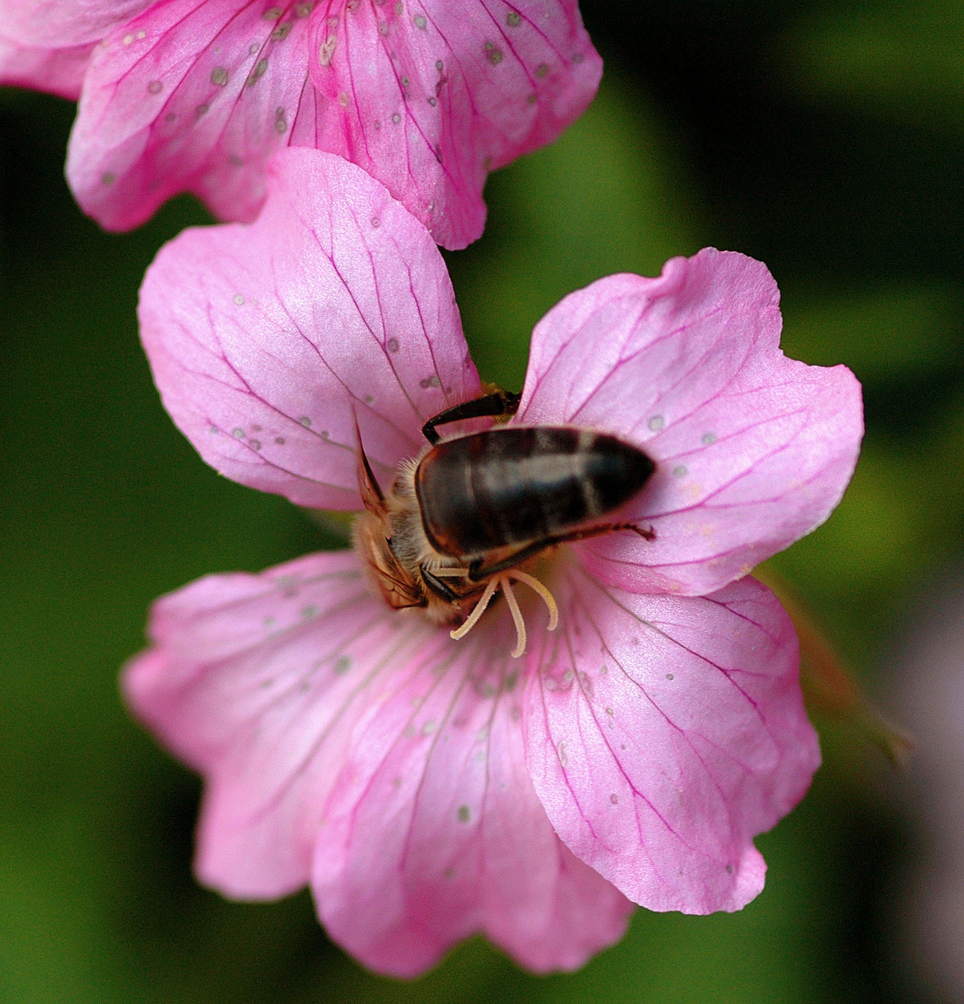 Bee Flower Nature free image download
