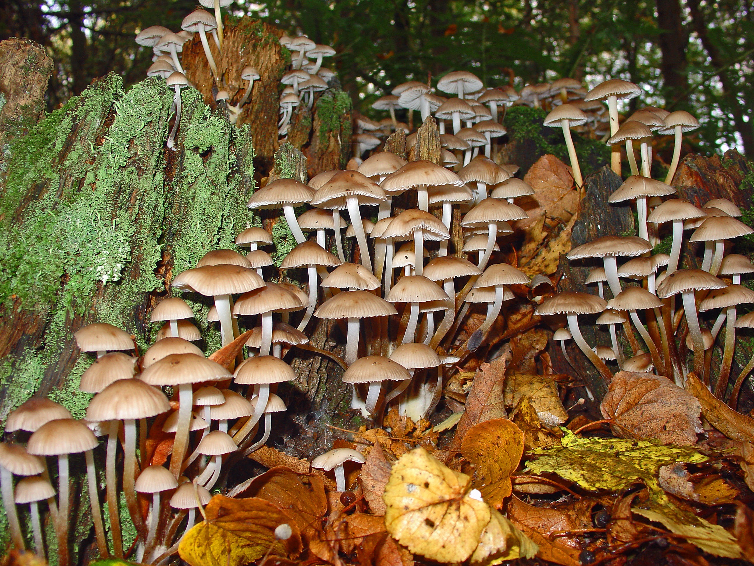 Mushrooms Autumn Forest Nature free image download