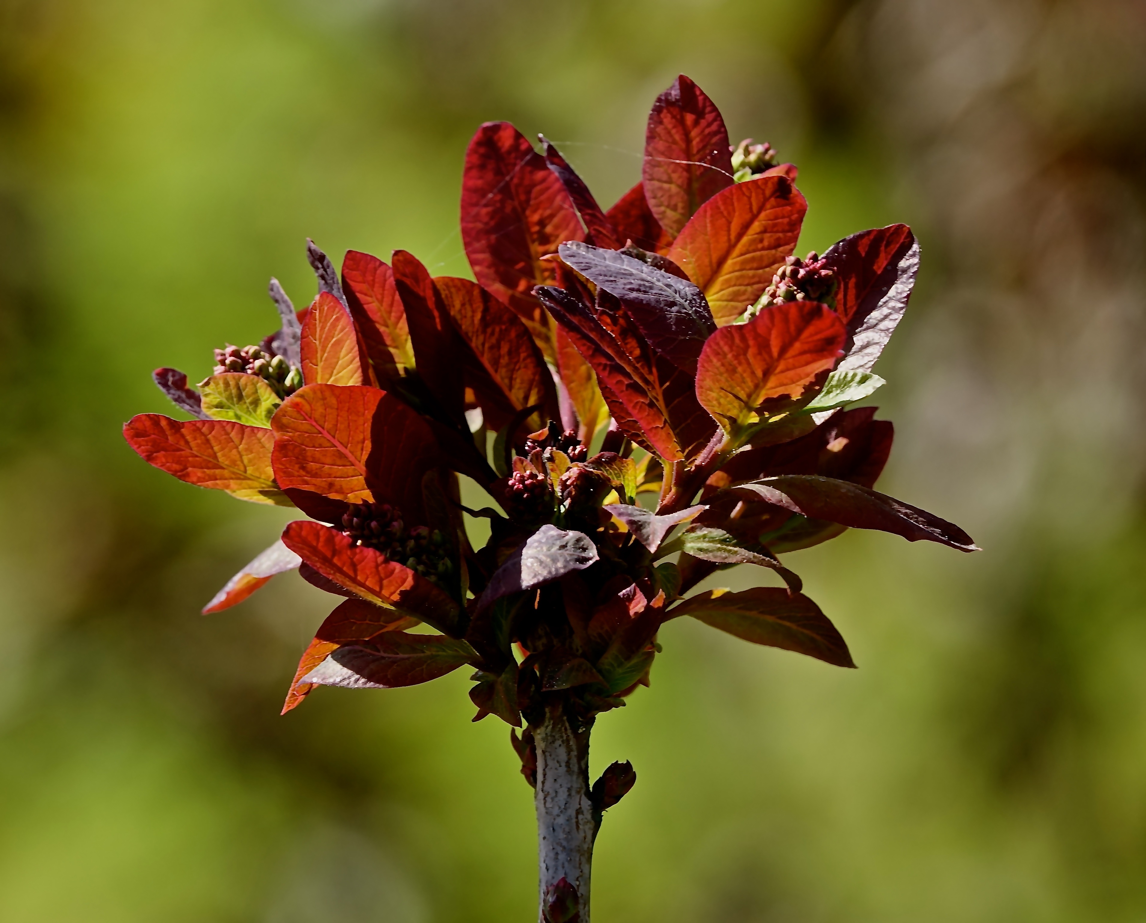 Leaf Nature free image download