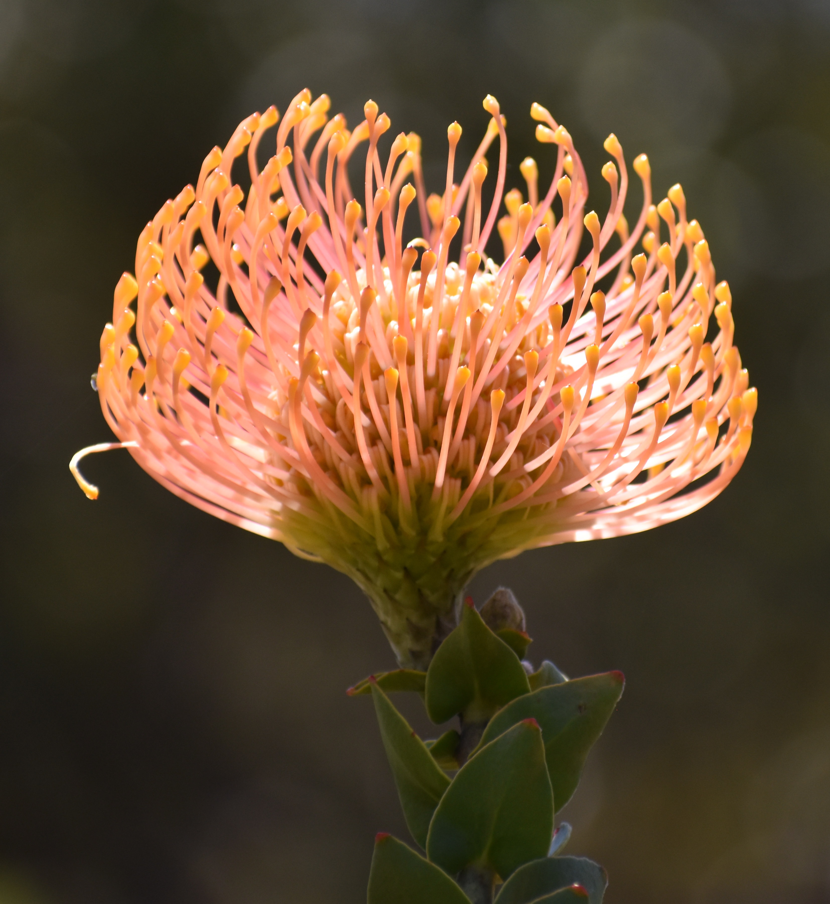 Flower Flora Nature free image download