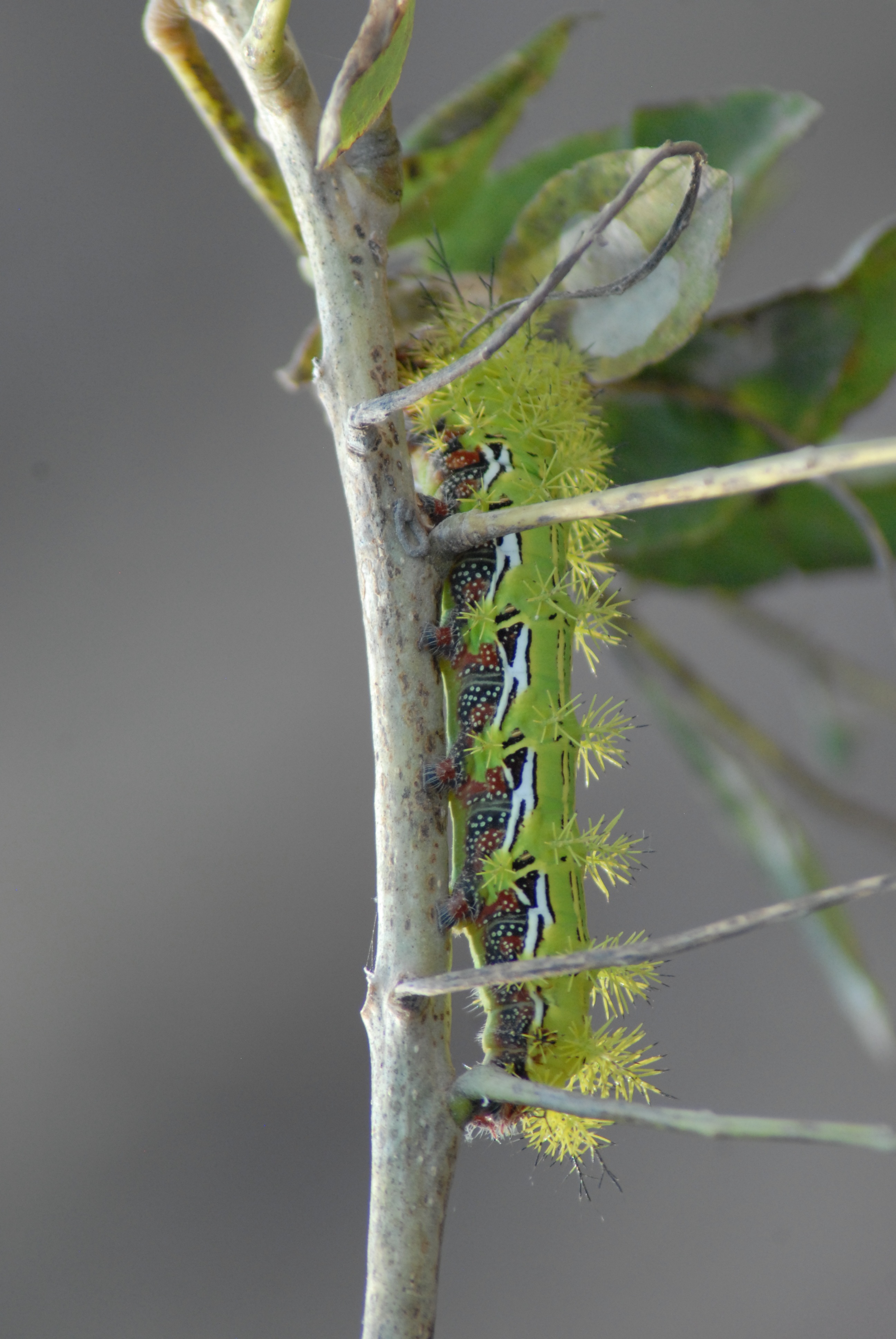 Worm Fauna free image download